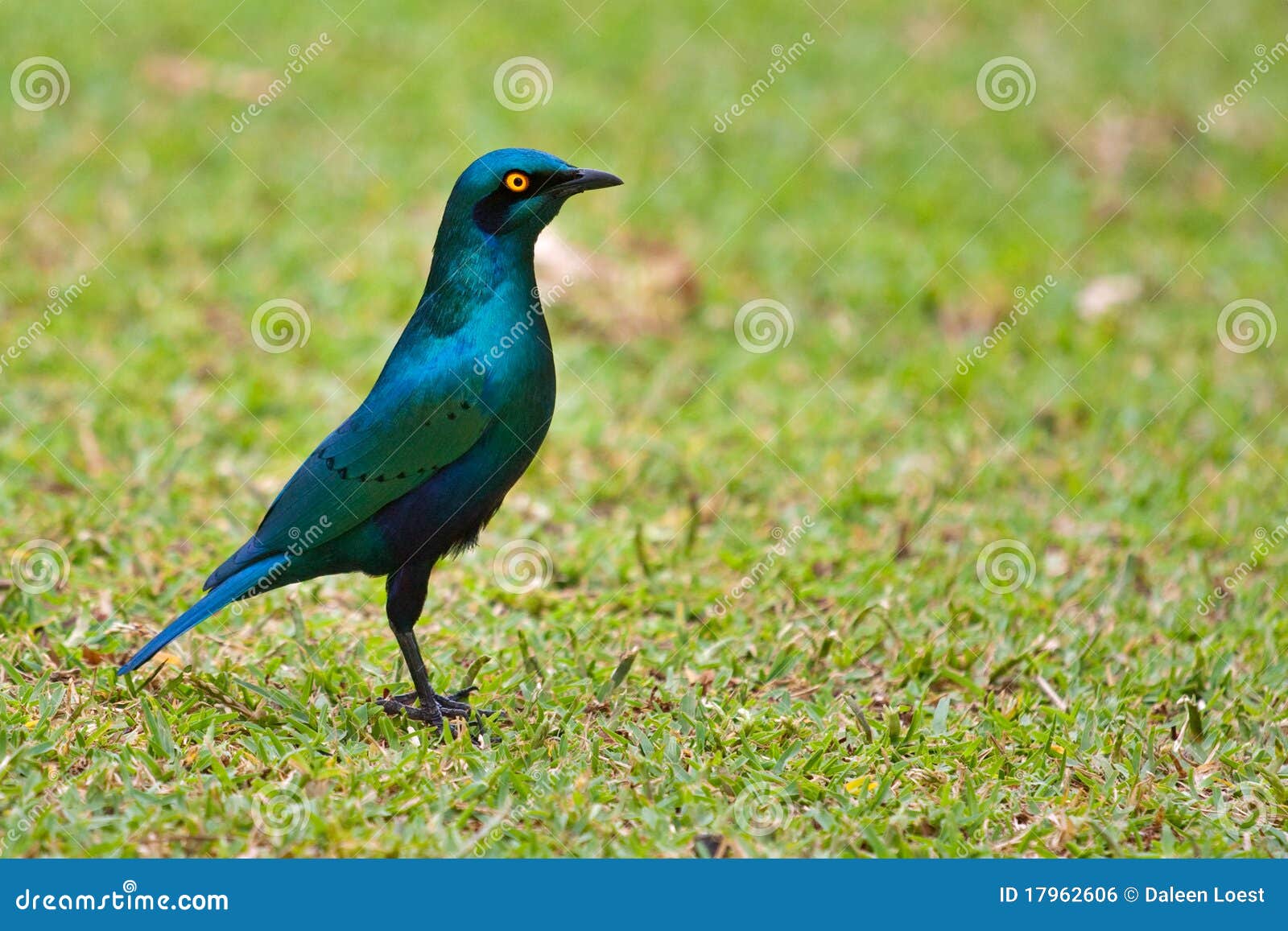 Glossy starling bird stock photo. Image of colorful, conservation ...
