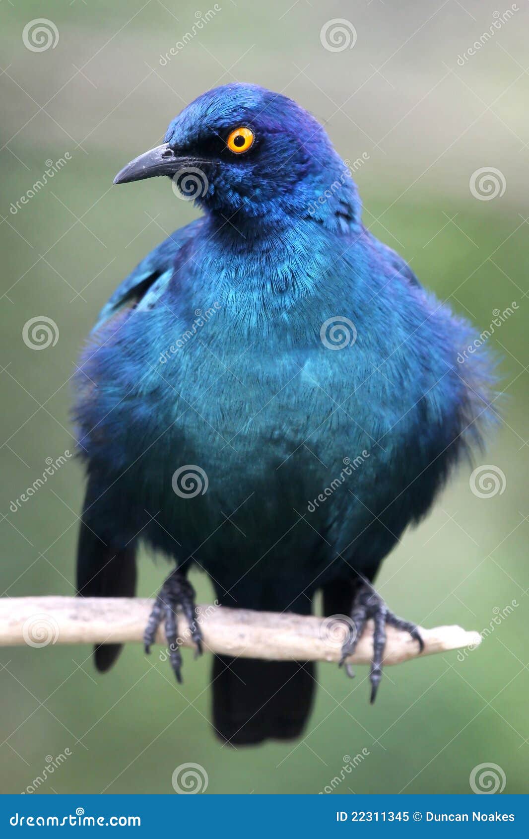 Glossy Starling Bird stock image. Image of wildlife, sharp - 22311345