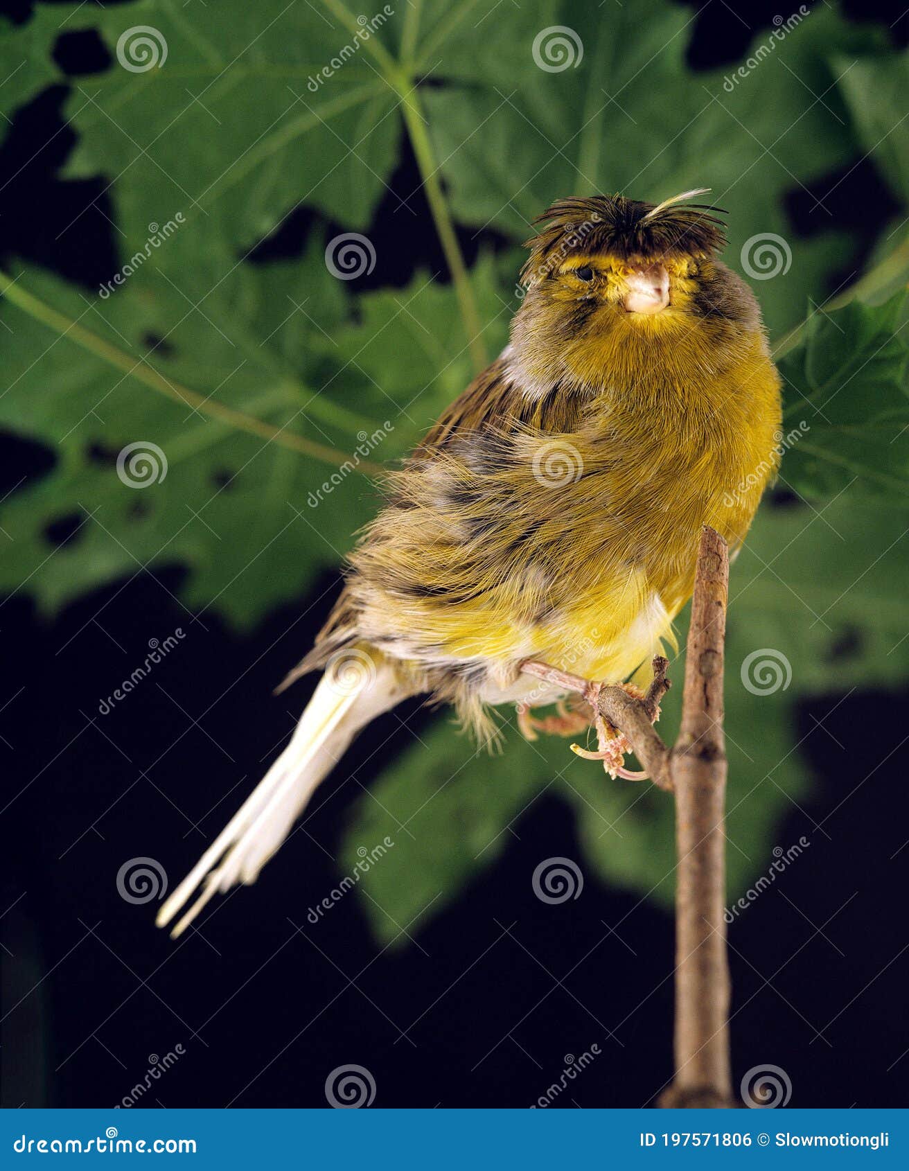 Gloster Canary, Serinus Canaria Stock Photo - Image of gloster, cage ...