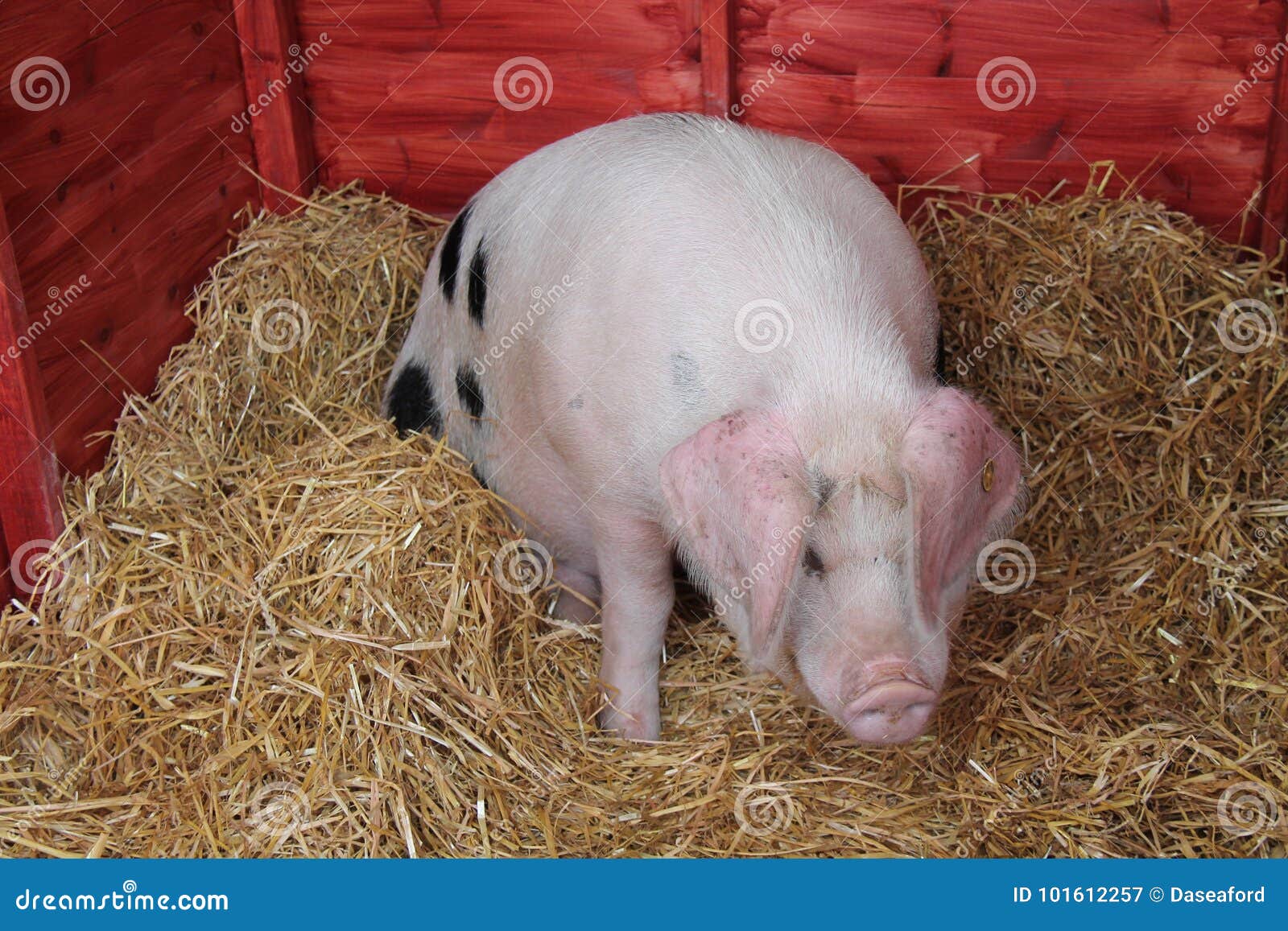 Gloucester Old Spot Pig. stock image. Image of mammal - 101612257