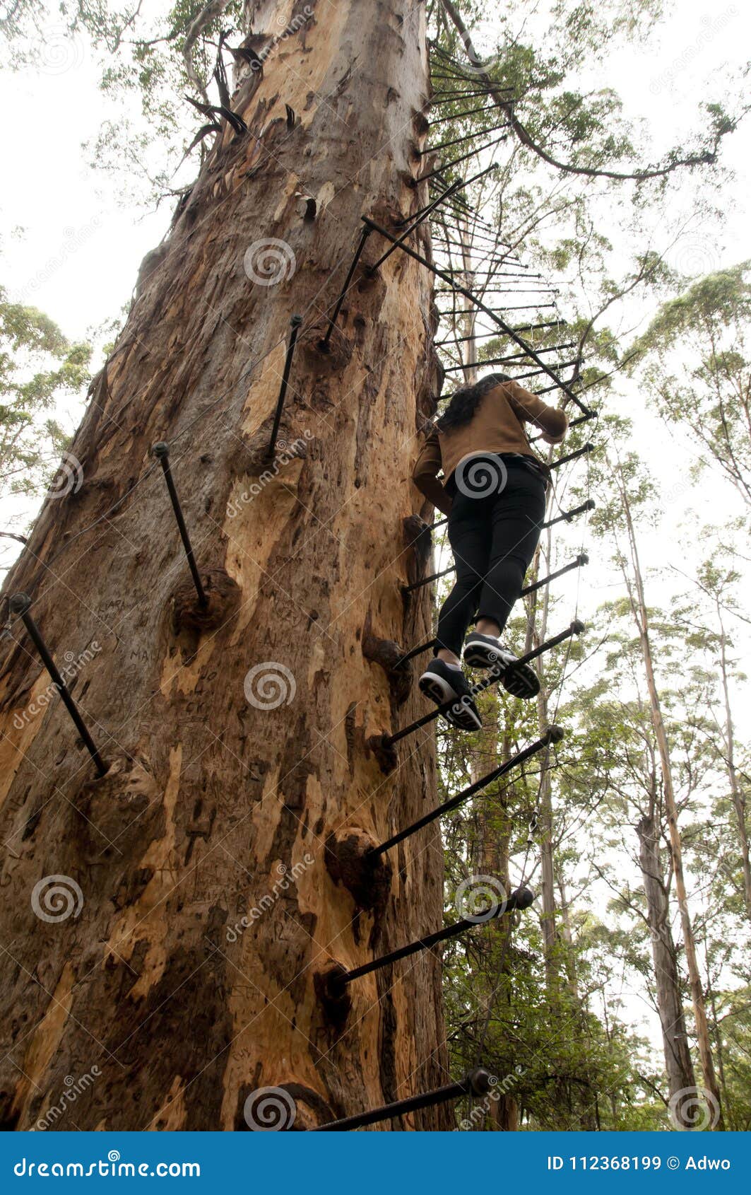 Gloucester Tree Climb stock image. Image of giant, karri - 112368199
