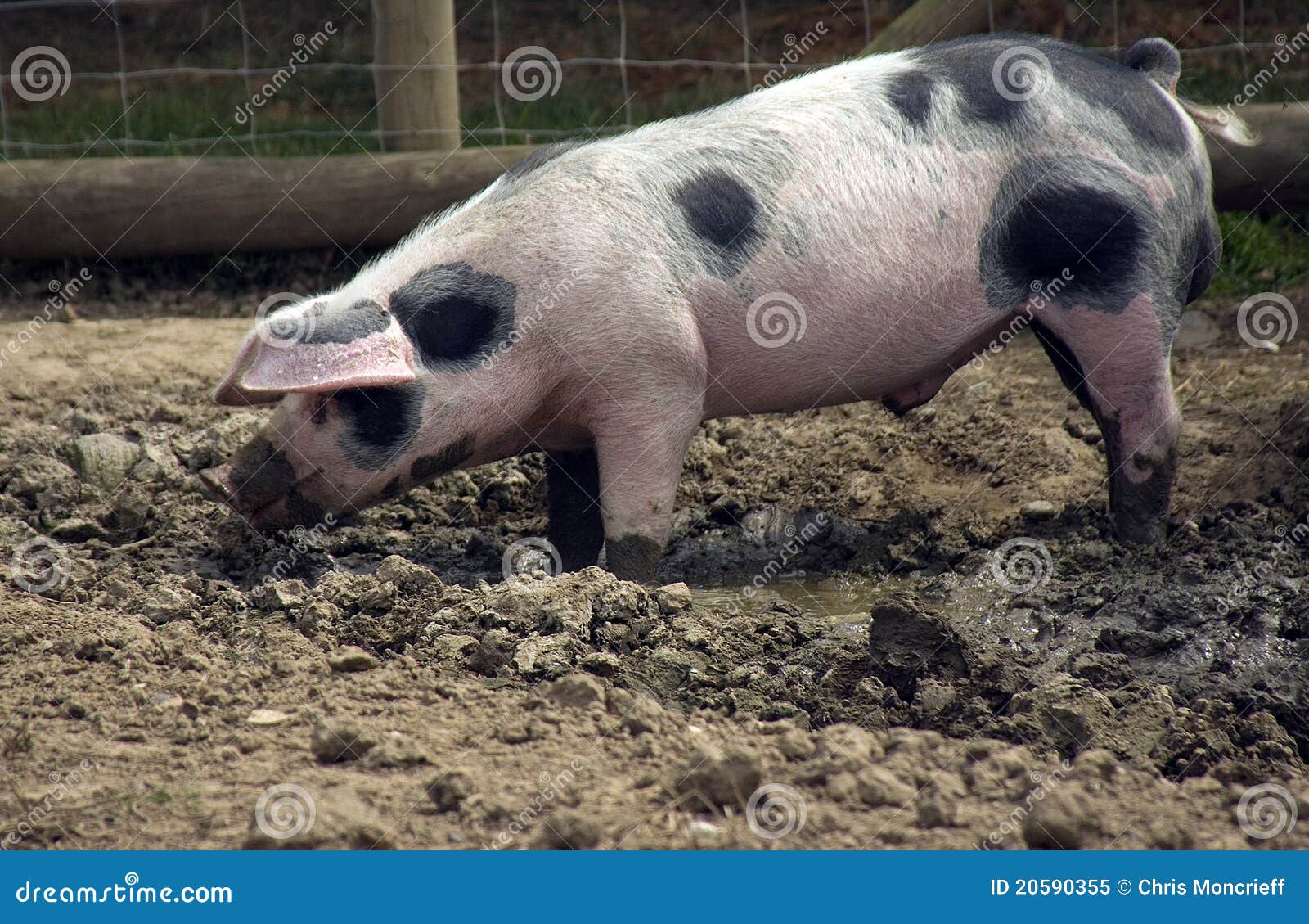 Gloucestershire Old Spot Pig Stock Image - Image of pets ...