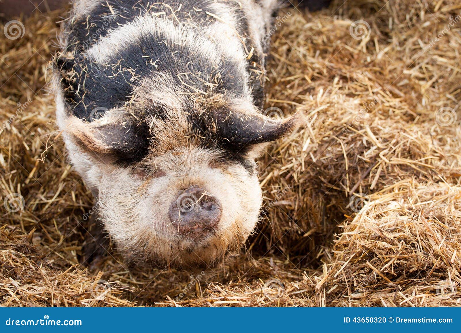 Gloucestershire Old Spots