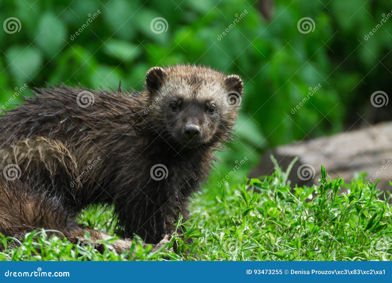 Glouton De Wolverine, Carcajou, Ours De Mouffette, Gula De Gula Image ...