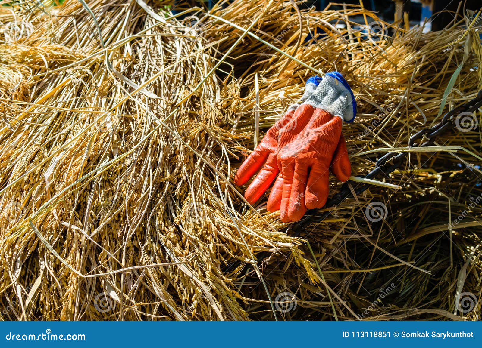 Jasmin Rice paddy stock image. Image of hand, agricultural - 113118851