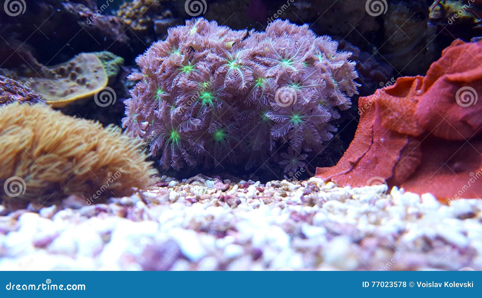 Glove Polyps Coral - Clavularia Stock Photo - Image of oceanlife ...
