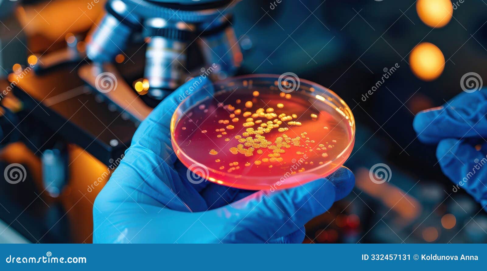A Gloved Hand Holding a Petri Dish, Examining Bacterial Growth Under a ...