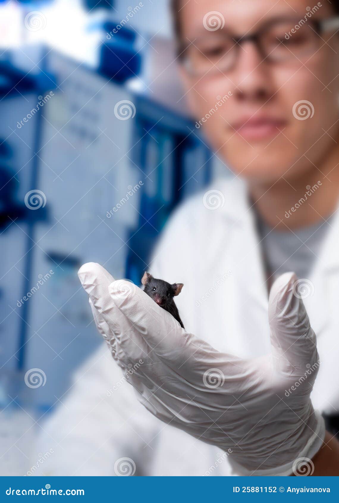Gloved Hand Holds Laboratory Mouse Stock Photo - Image of front, body ...