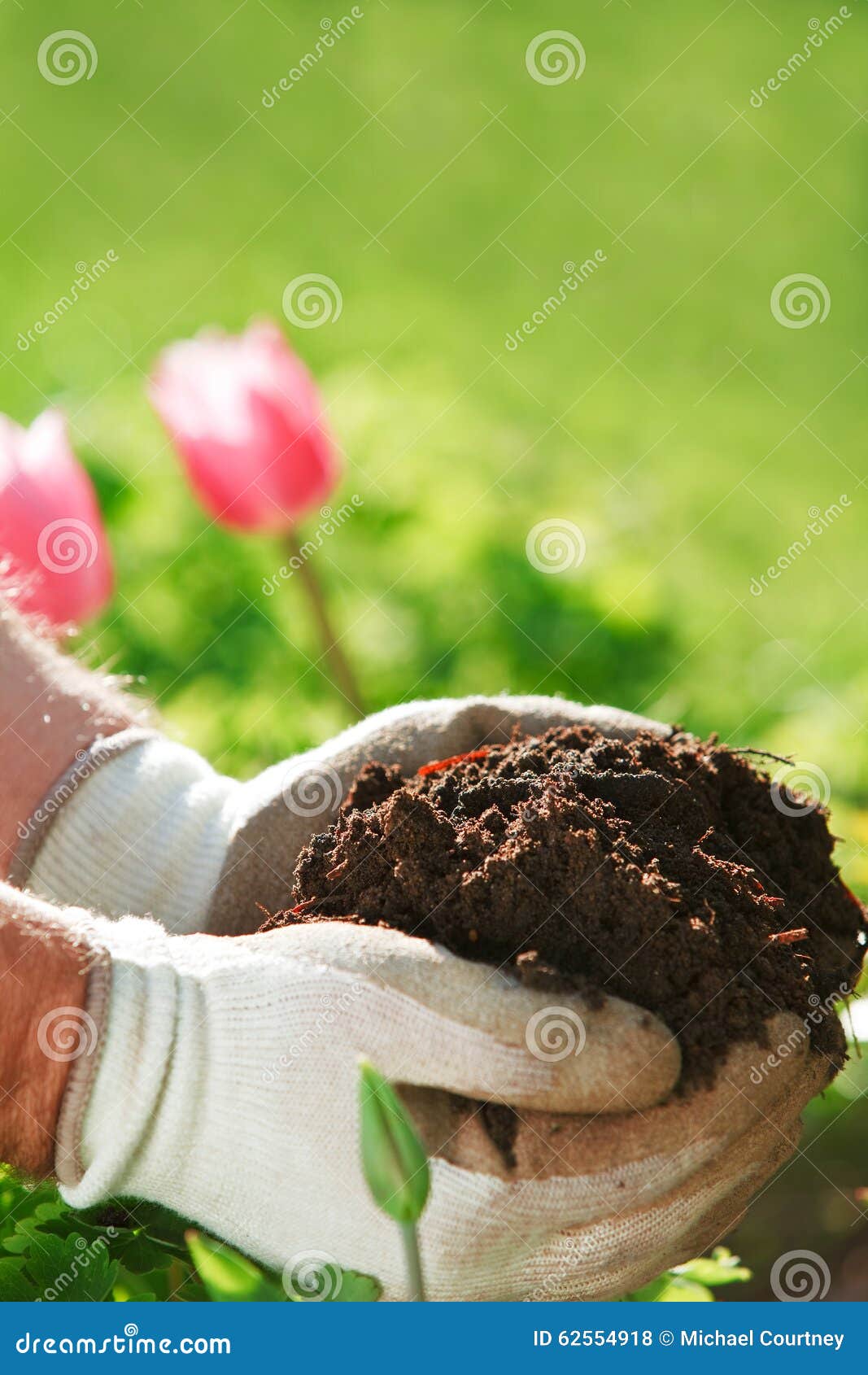 Gloved Hands Holding Garden Soil Outside Stock Photo - Image of gloves ...