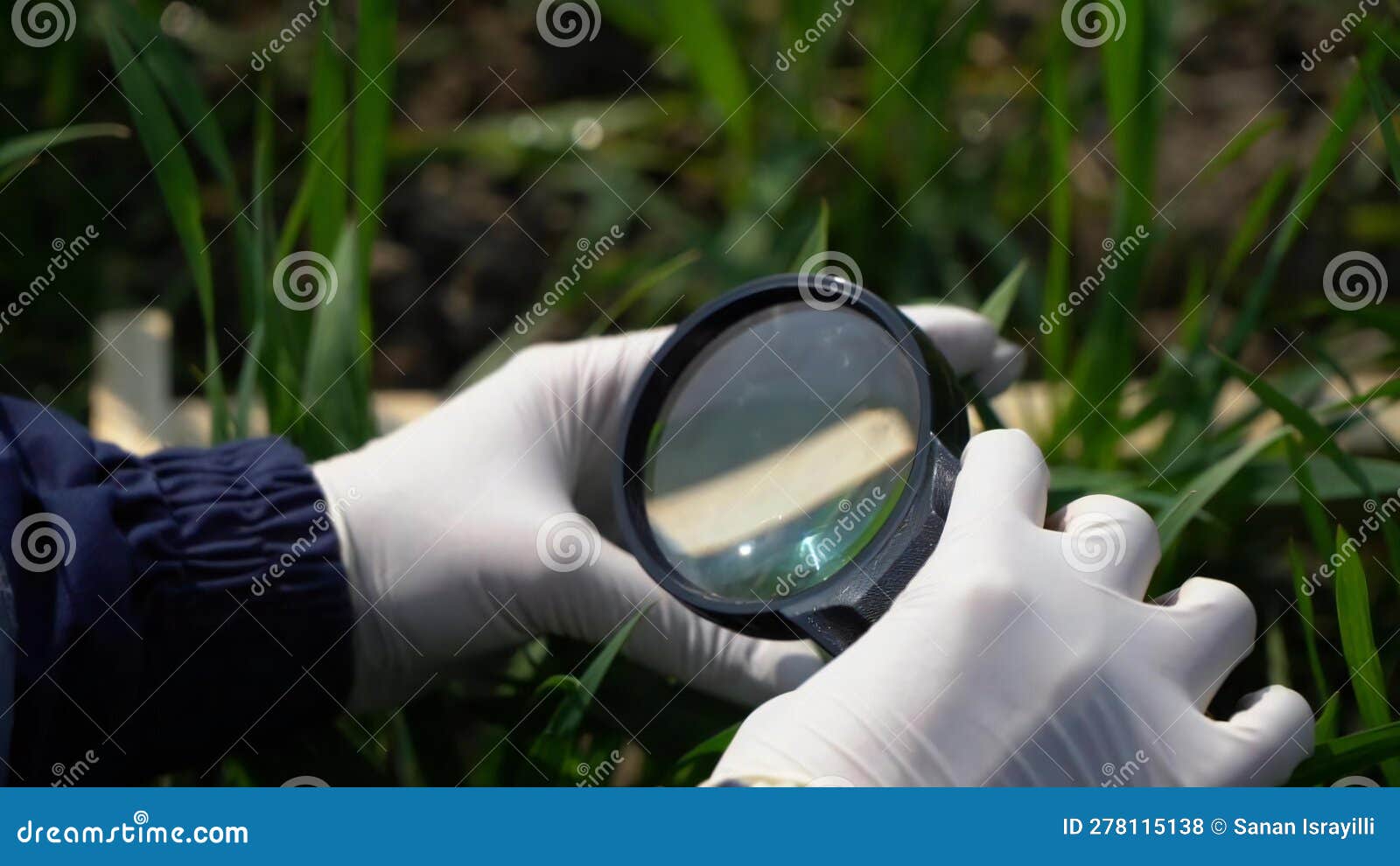Gloved Hands with a Magnifying Glass in the Green Grass Stock Photo ...