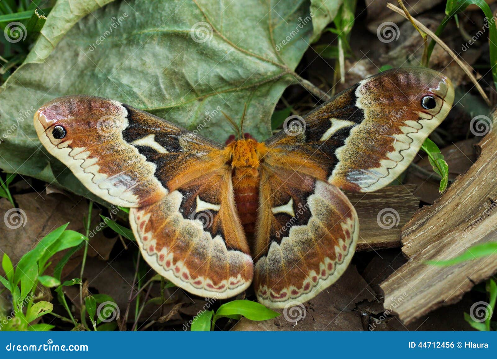 Silk Moth Silkworm Life Cycle Important Stages Royalty-Free Stock Image ...