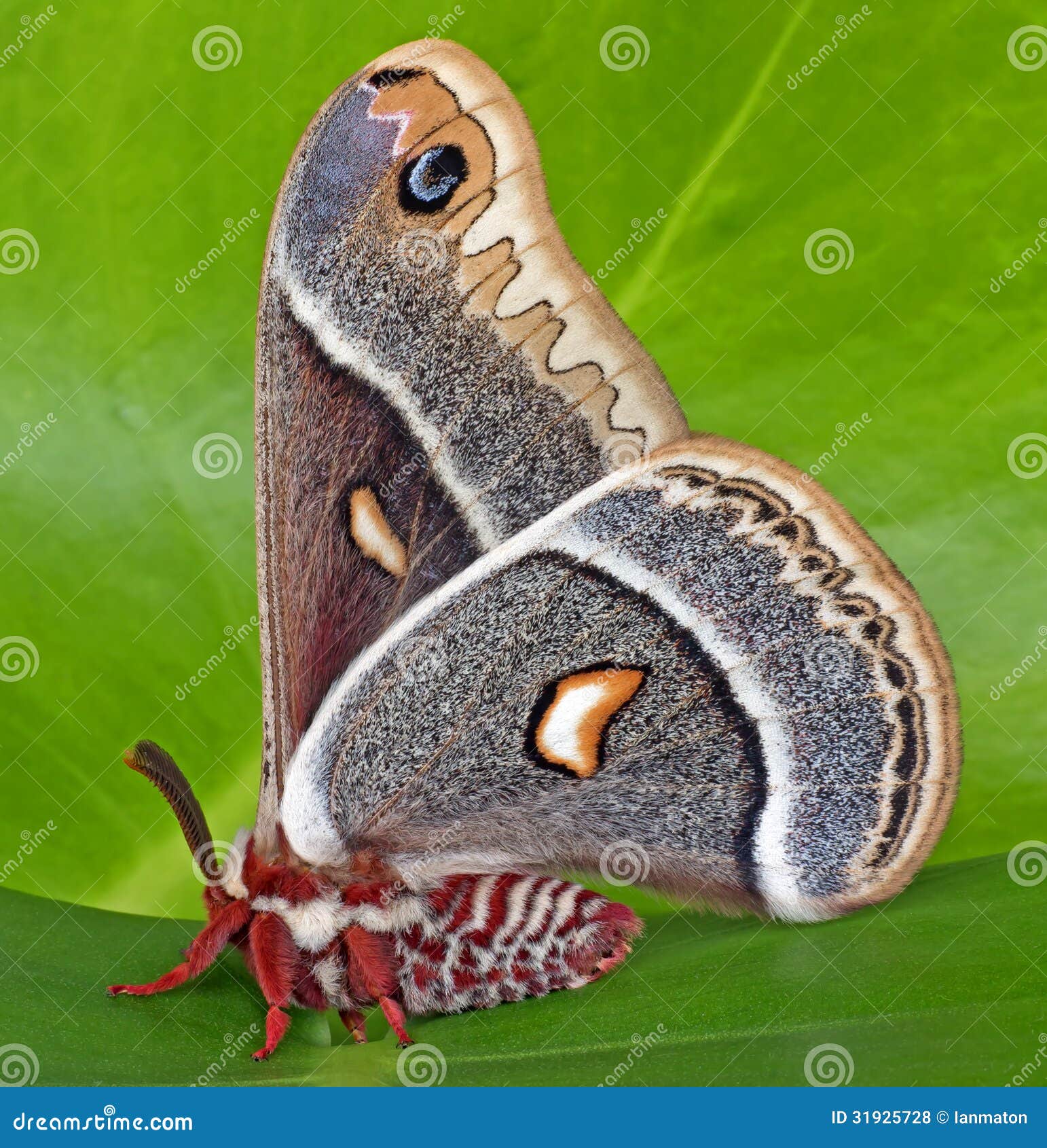 Glovers Zijdemot stock foto. Image of wild, prairie, insect - 31925728