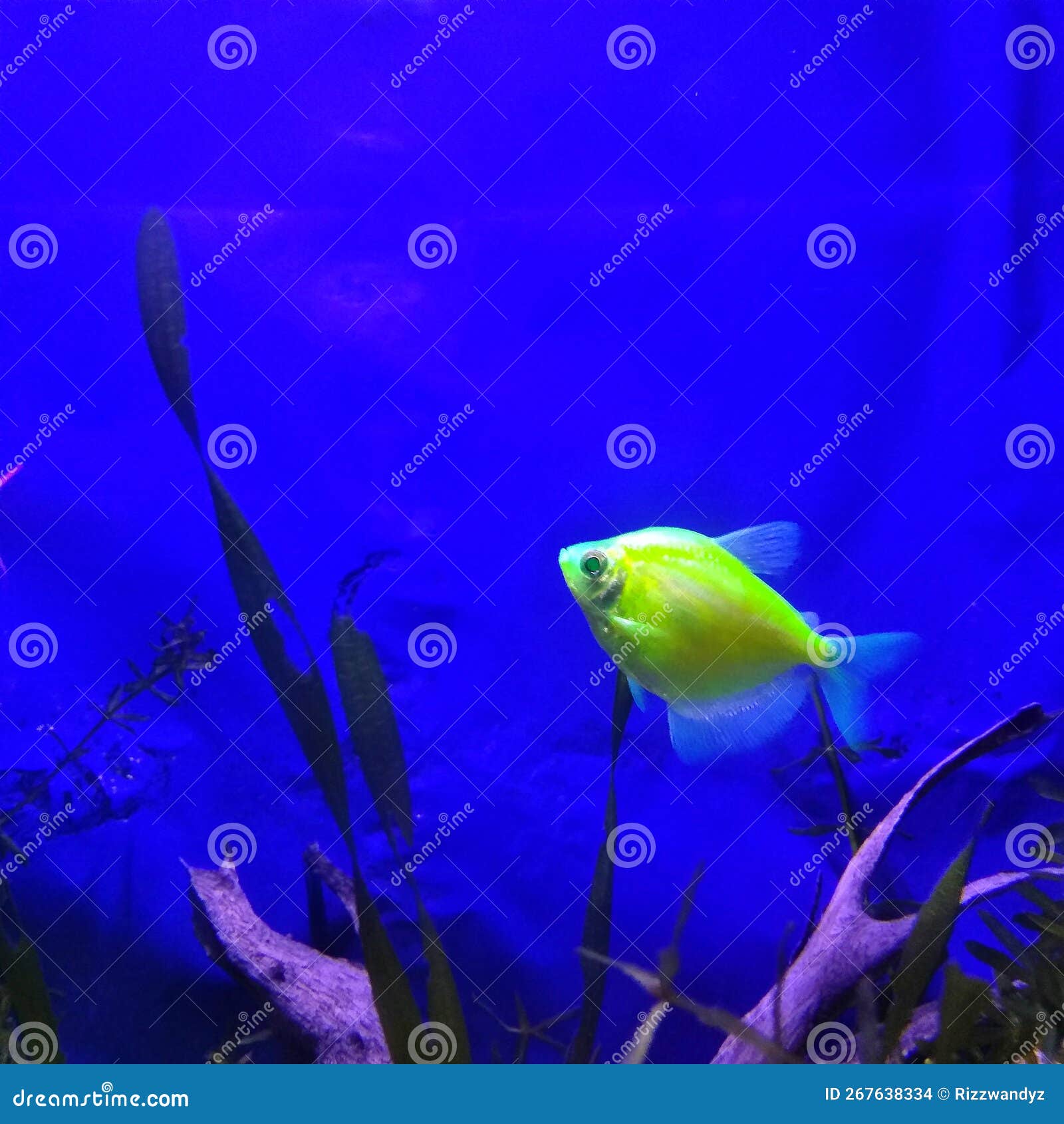 Glow fish in the aquarium stock photo. Image of animal - 267638334