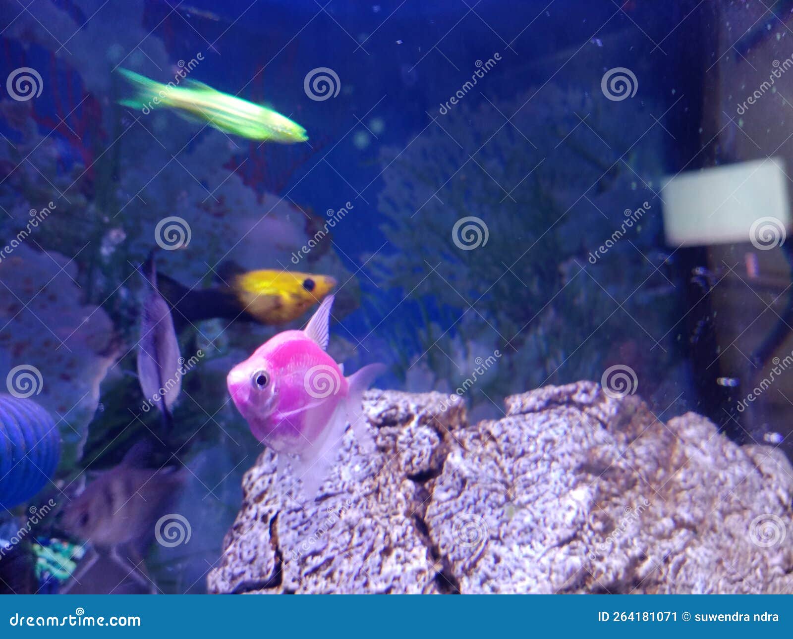 Glow Fish in a Mini Aquarium Stock Image - Image of reef, glow: 264181071