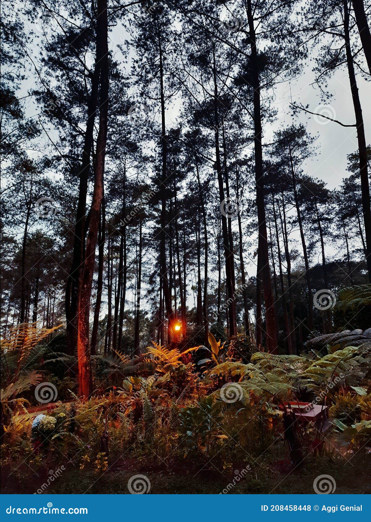 Glow in the forest stock photo. Image of woodland, nature - 208458448