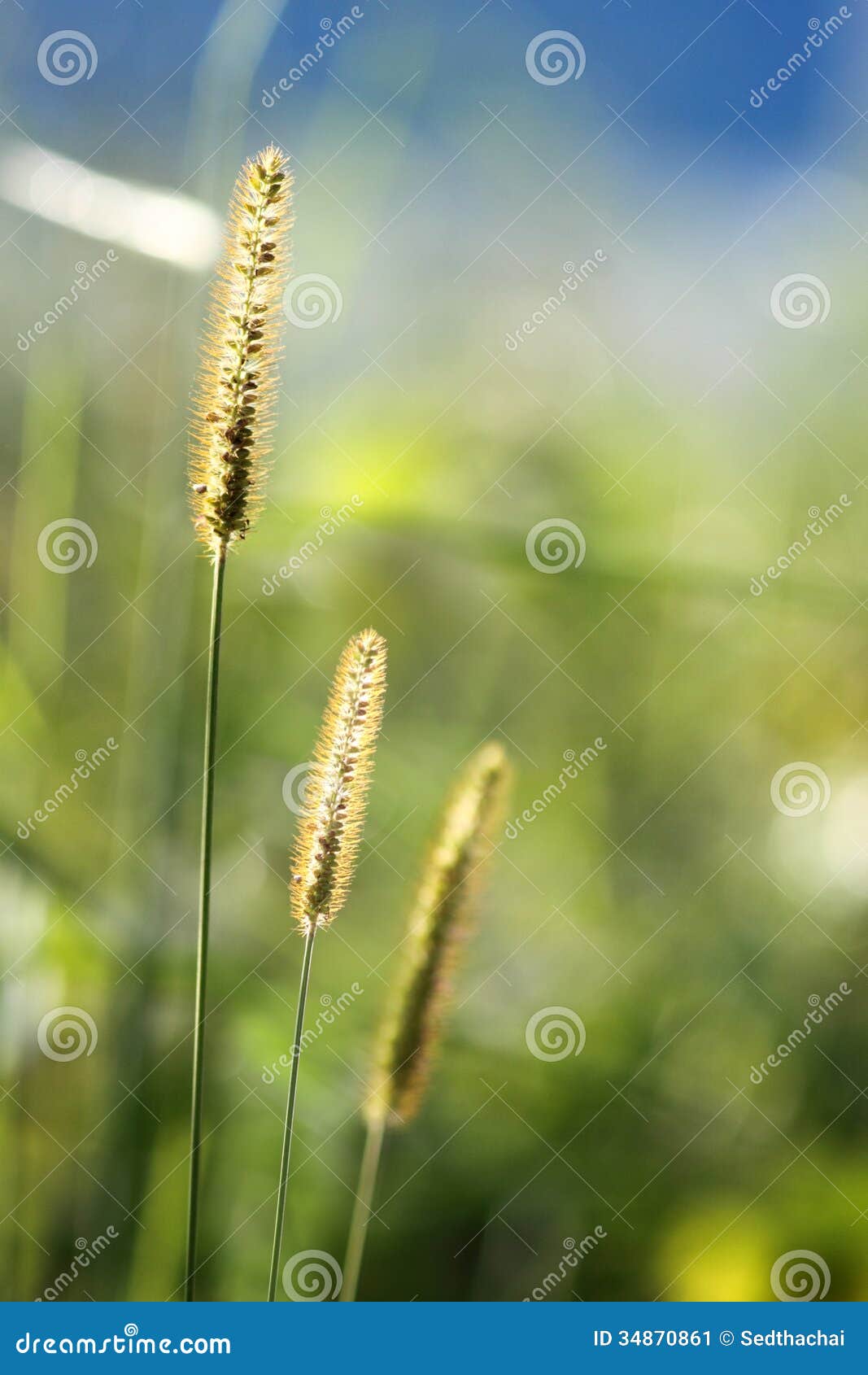 Glow Grass Flower in Nature Stock Image - Image of growth, field: 34870861