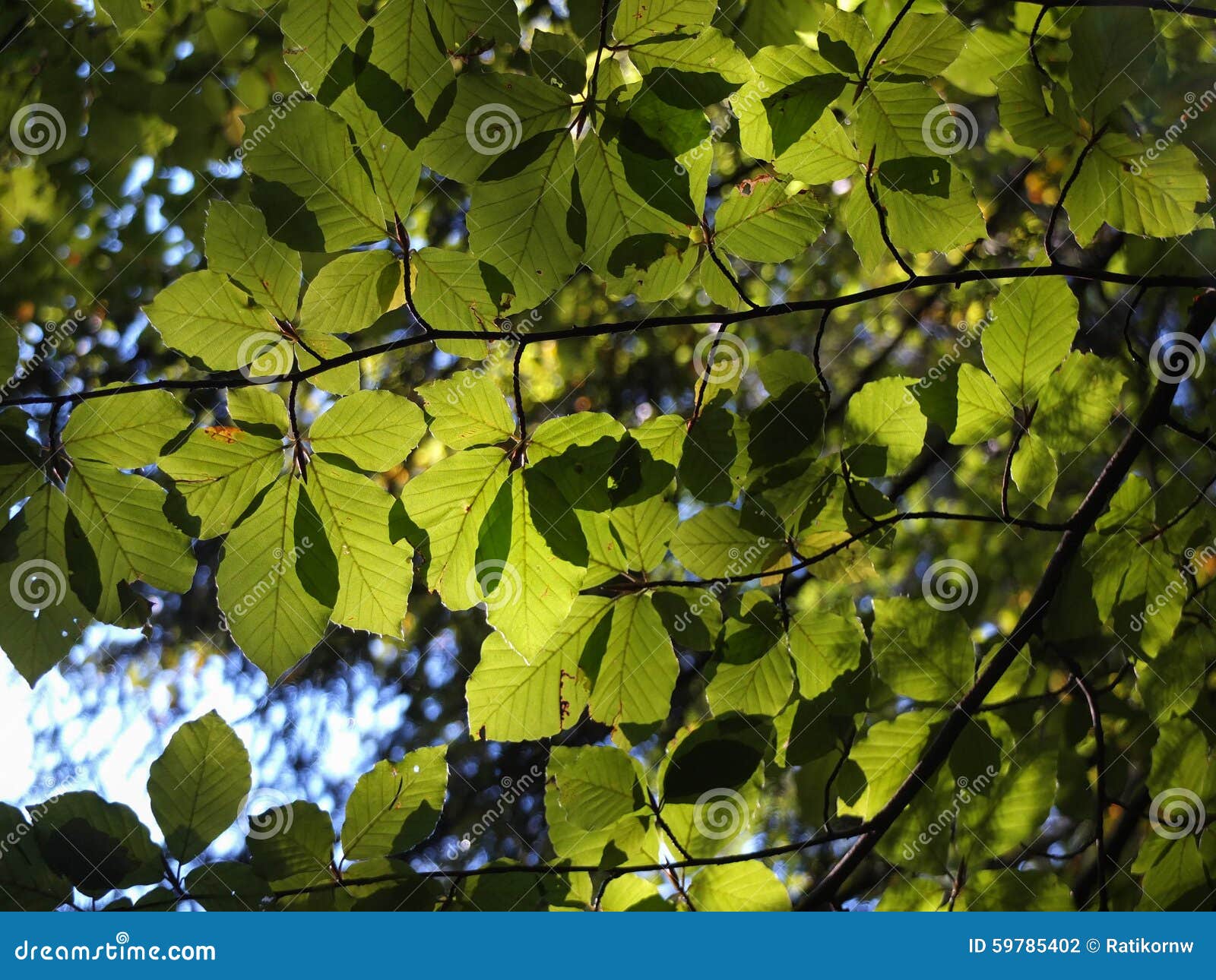 Glow leaf stock photo. Image of green, beautiful, light - 59785402