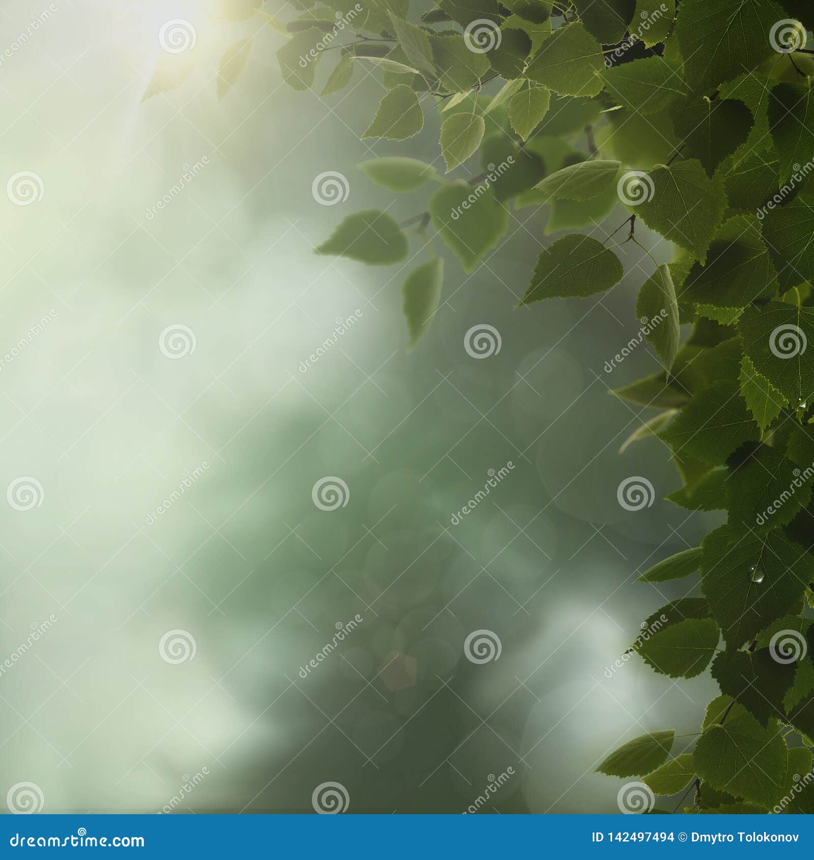 Glow Morning. Overcast in the Deep Forest Stock Photo - Image of ...