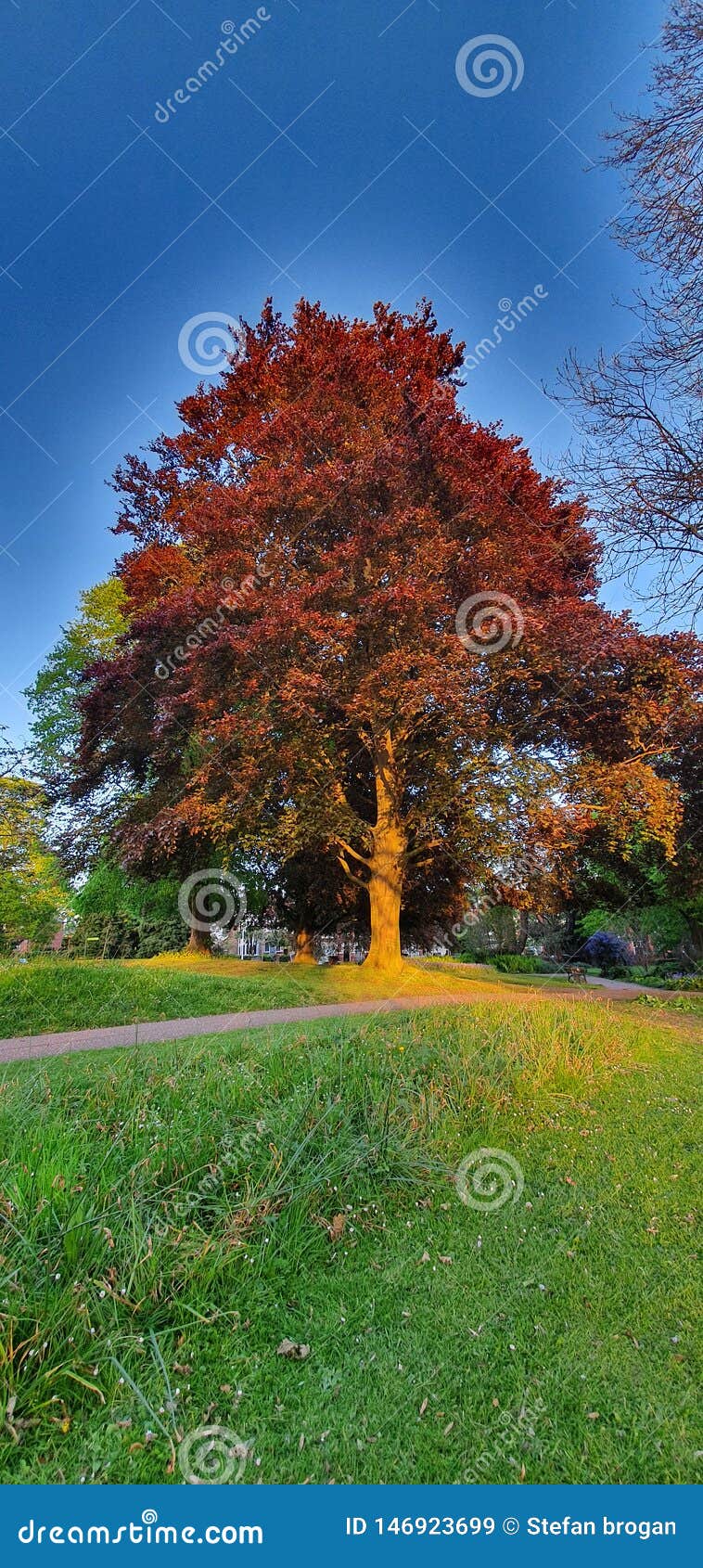 Glow of nature stock image. Image of nature, tree, glow - 146923699