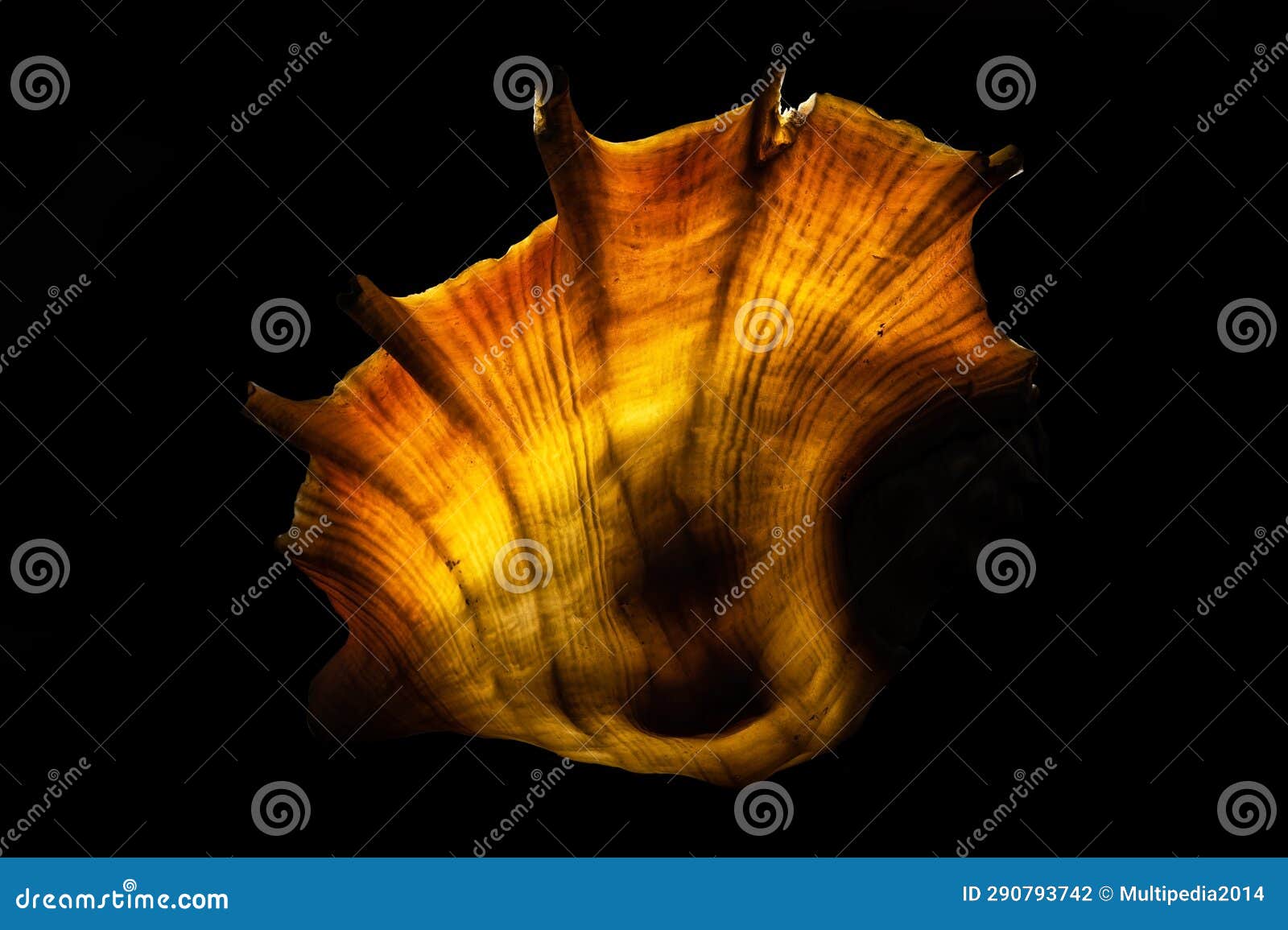 Glow Big Shell on Dark Background Stock Photo - Image of wildlife ...