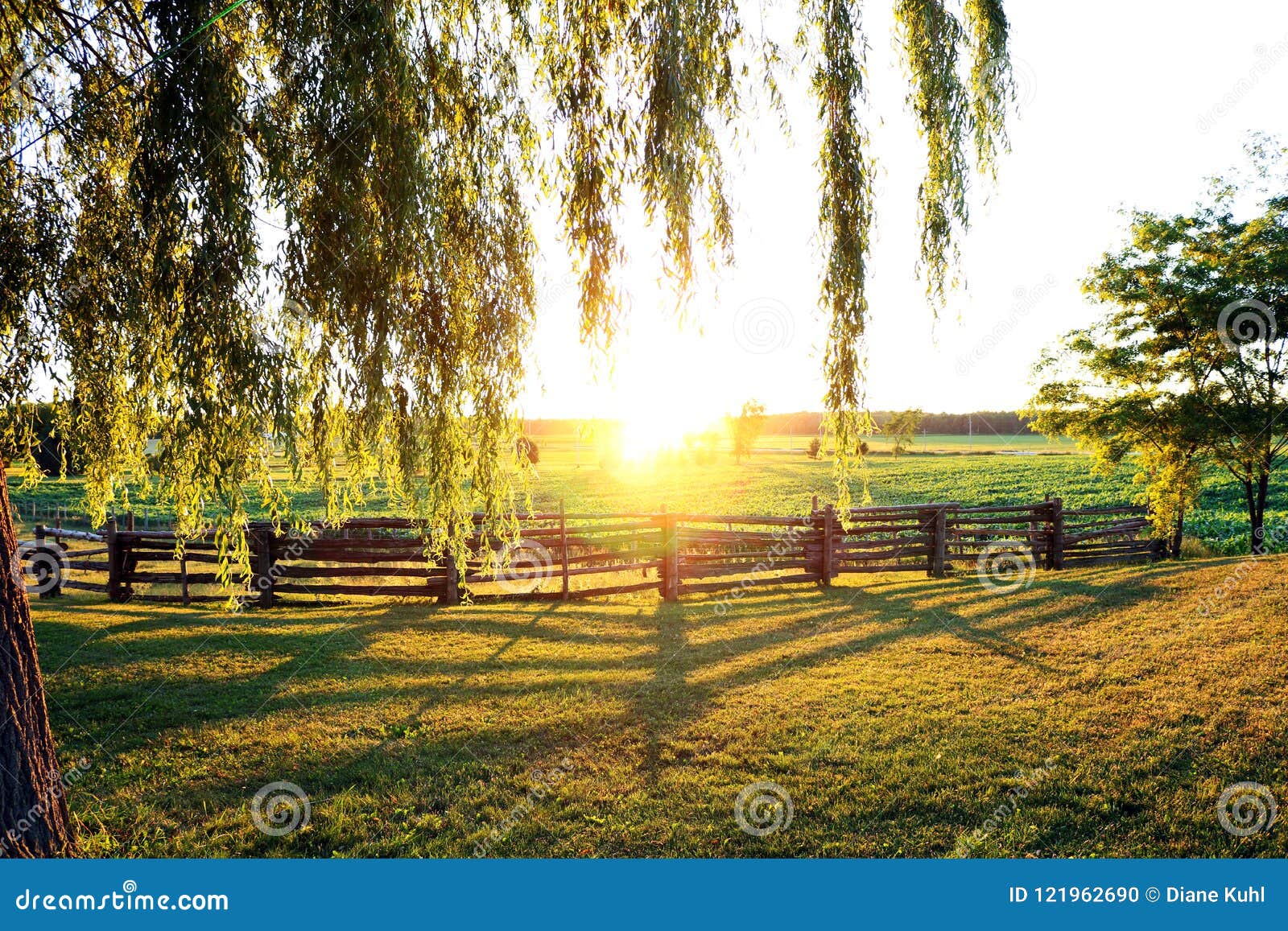 Sun Shines through Willow Tree Branches As it Sets Stock Photo - Image ...