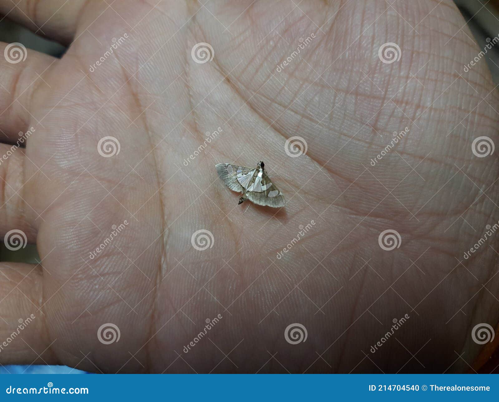 Glow Silver Moth in Palm White Marbled Stock Photo - Image of moths ...