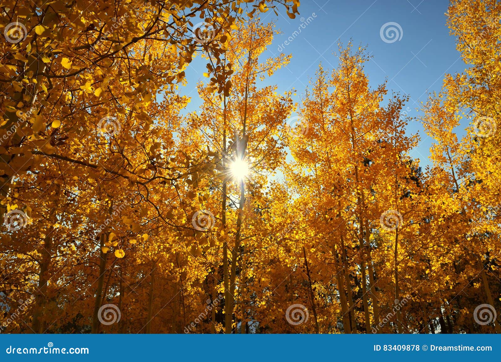 The Glow of the Sun through Golden Aspen Trees Stock Photo - Image of ...