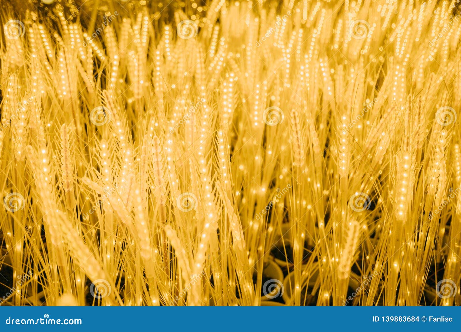 Glow Wheat Features, Night View Stock Photo - Image of lamp, details ...