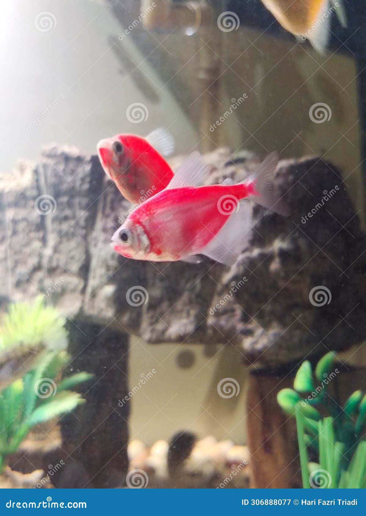 Glowfish Red Beautifull Fish Stock Image - Image of glowfish, fish ...