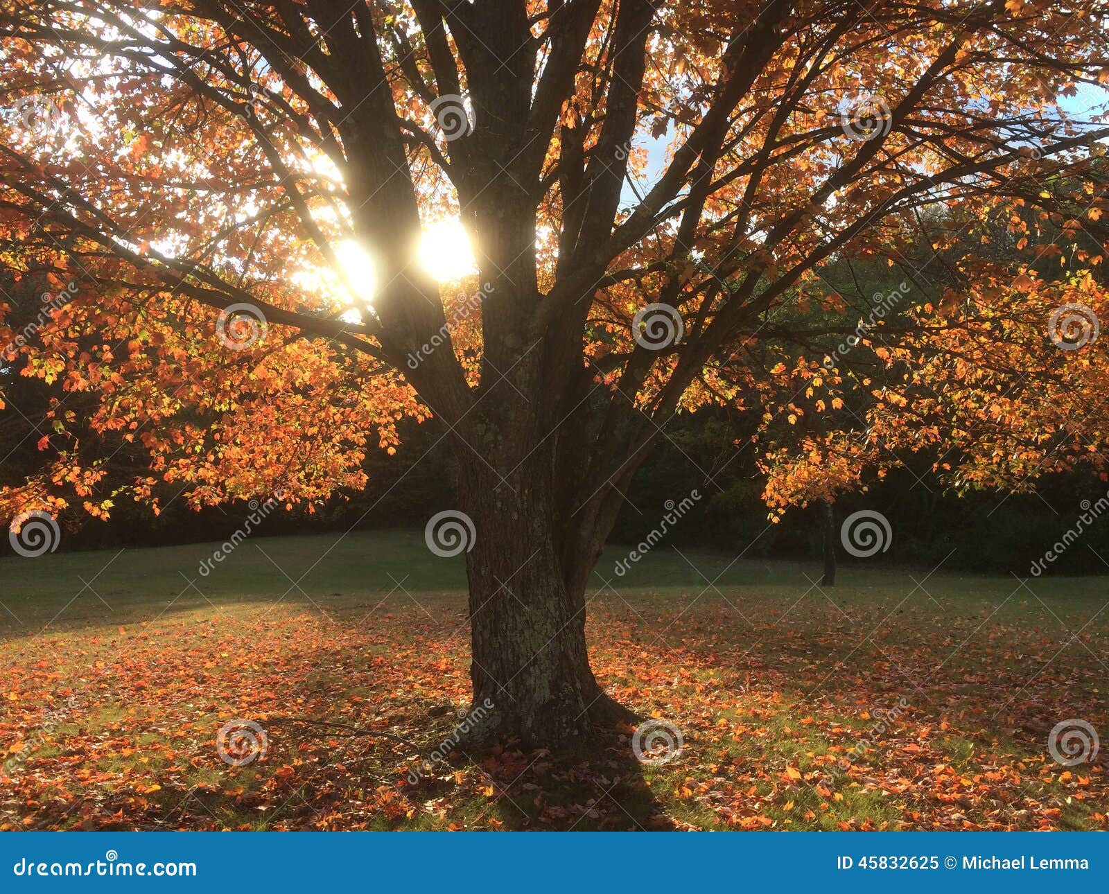 Glowing Autumn Maple Foliage Tree Stock Image - Image of newengland ...