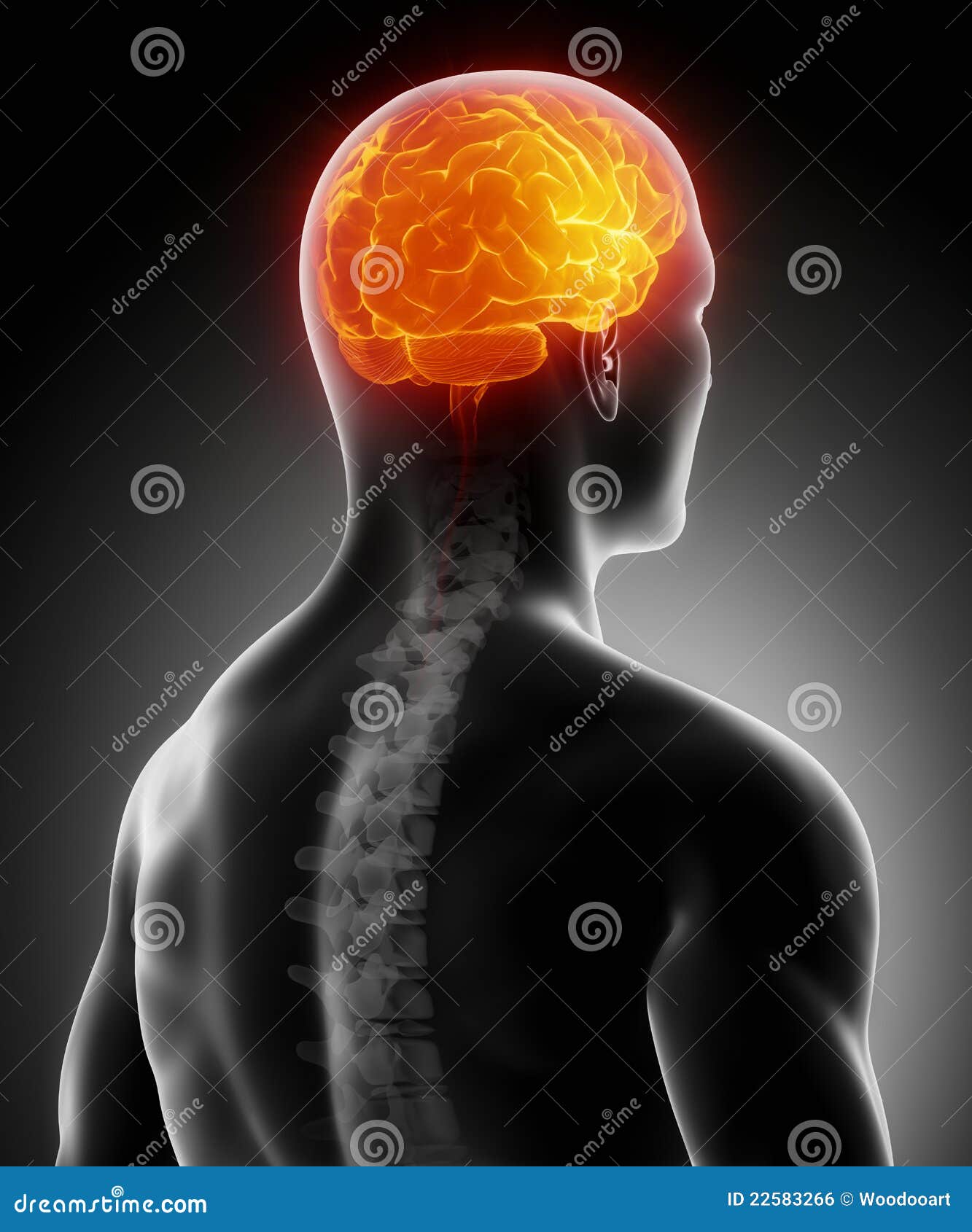 Glowing Brain in Human Body Stock Illustration - Illustration of body ...