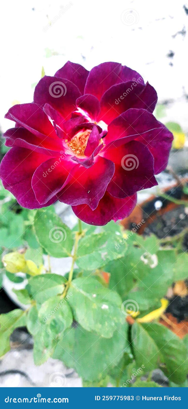 Glowing Bright Beautiful Rose Stock Image - Image of rose, leaf: 259775983