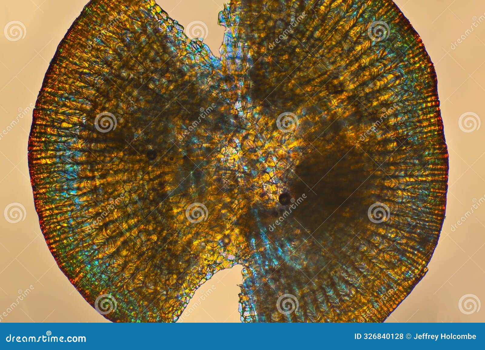 Glowing Cell Walls of a Flattened Moss Operculum, with Polarization ...
