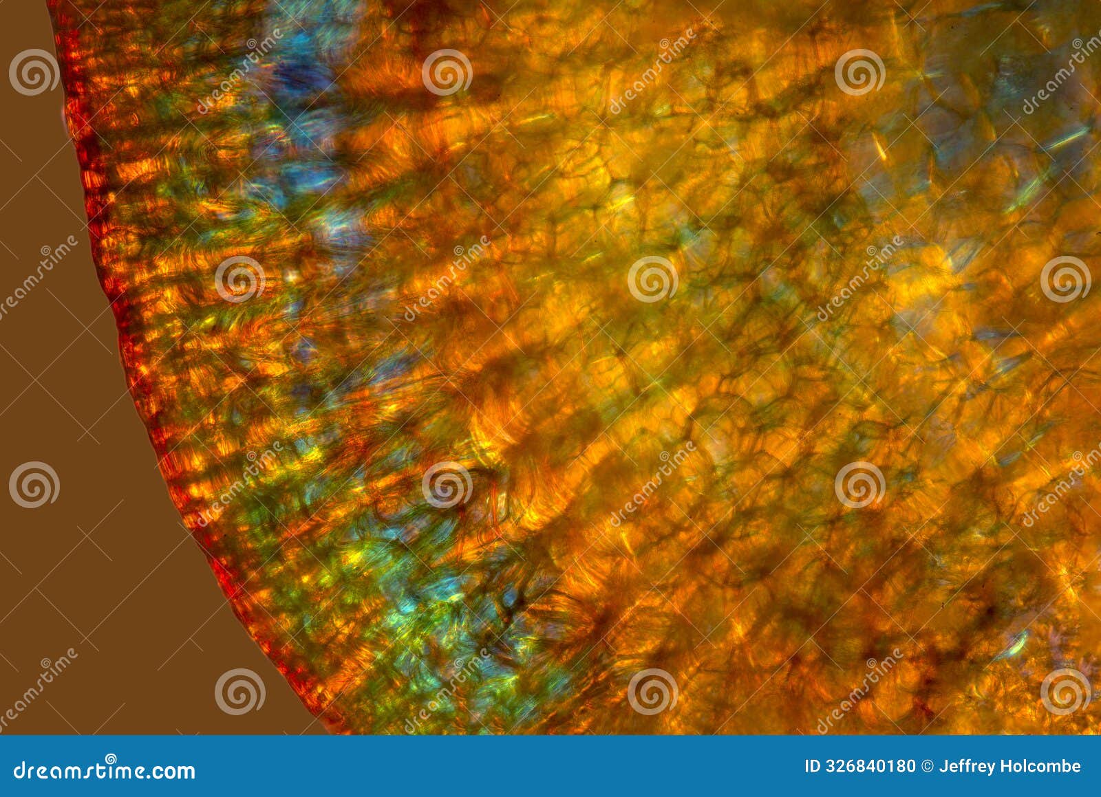 Glowing Cell Walls of a Flattened Moss Operculum, with Polarization ...