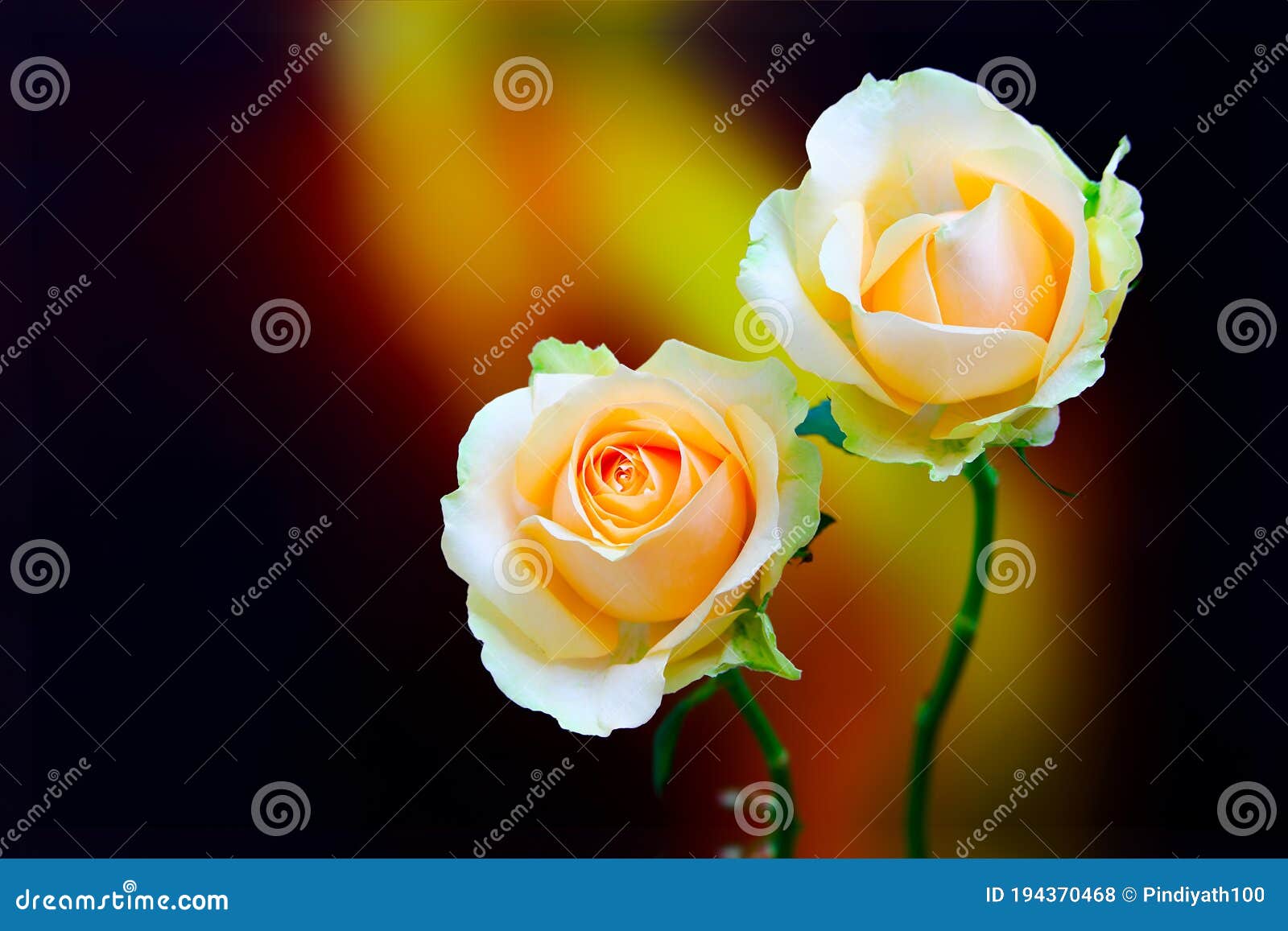 Joyful Pair of Peach Roses on Dark Background Stock Photo - Image of ...