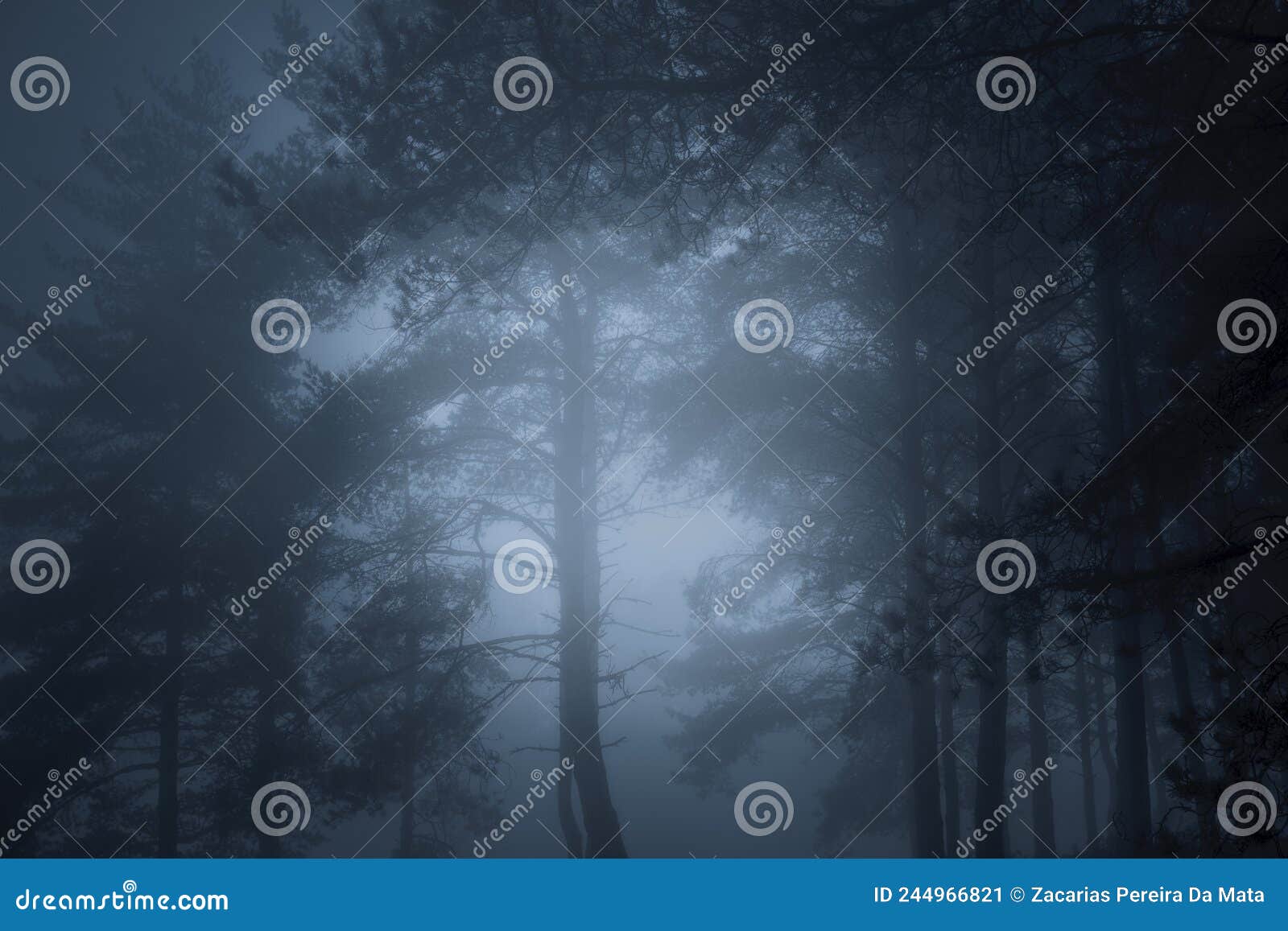 Glowing dark forest stock image. Image of misty, shadow - 244966821
