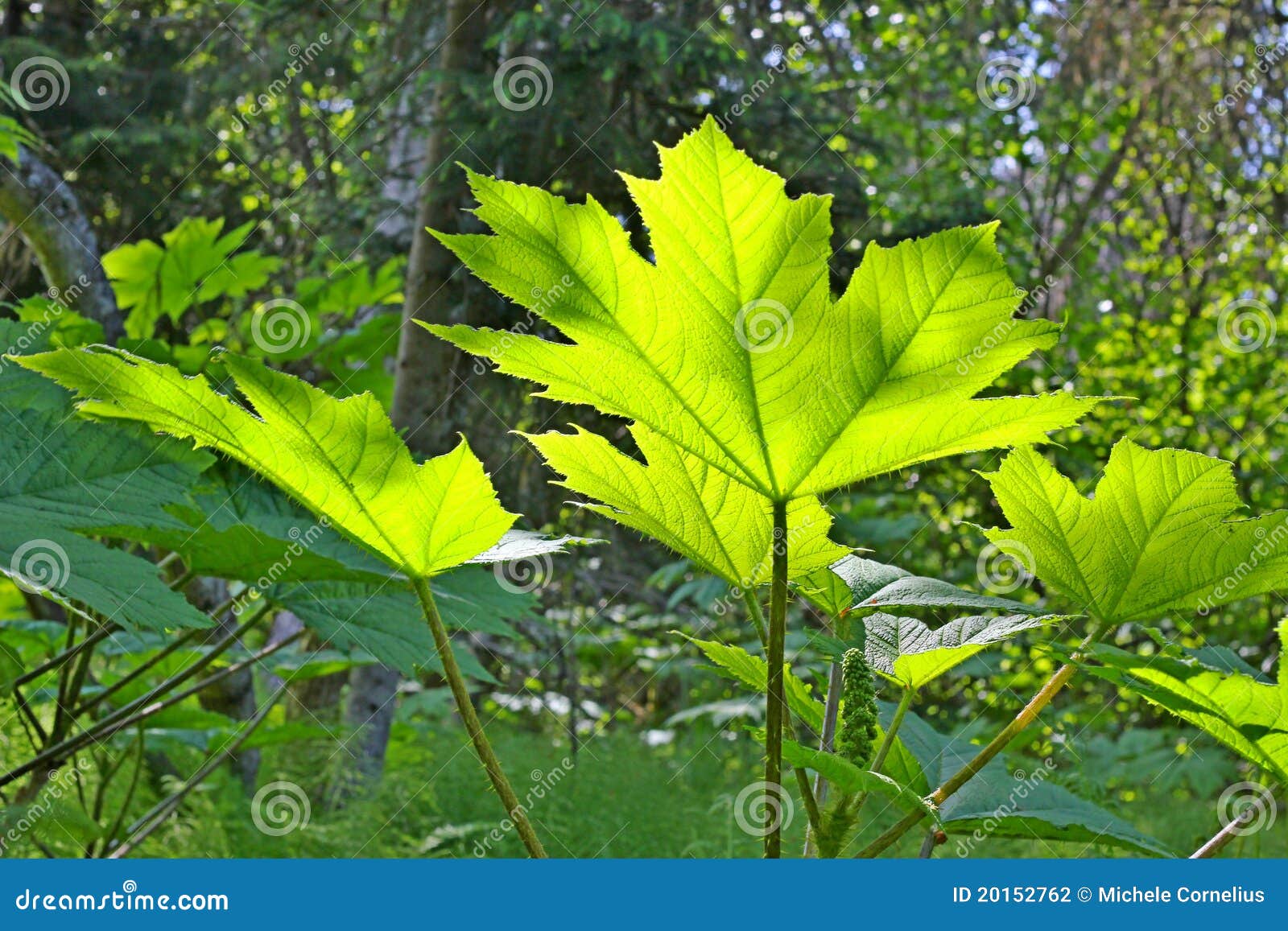 Glowing devils club leaves stock photo. Image of oplopanux - 20152762