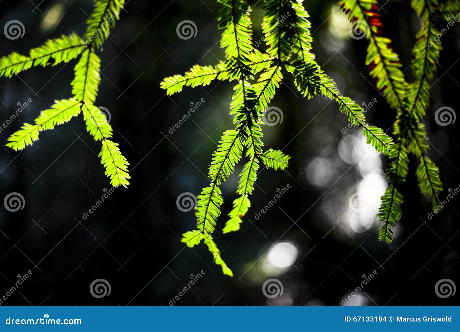 Glowing evergreen stock photo. Image of backlit, background - 67133184