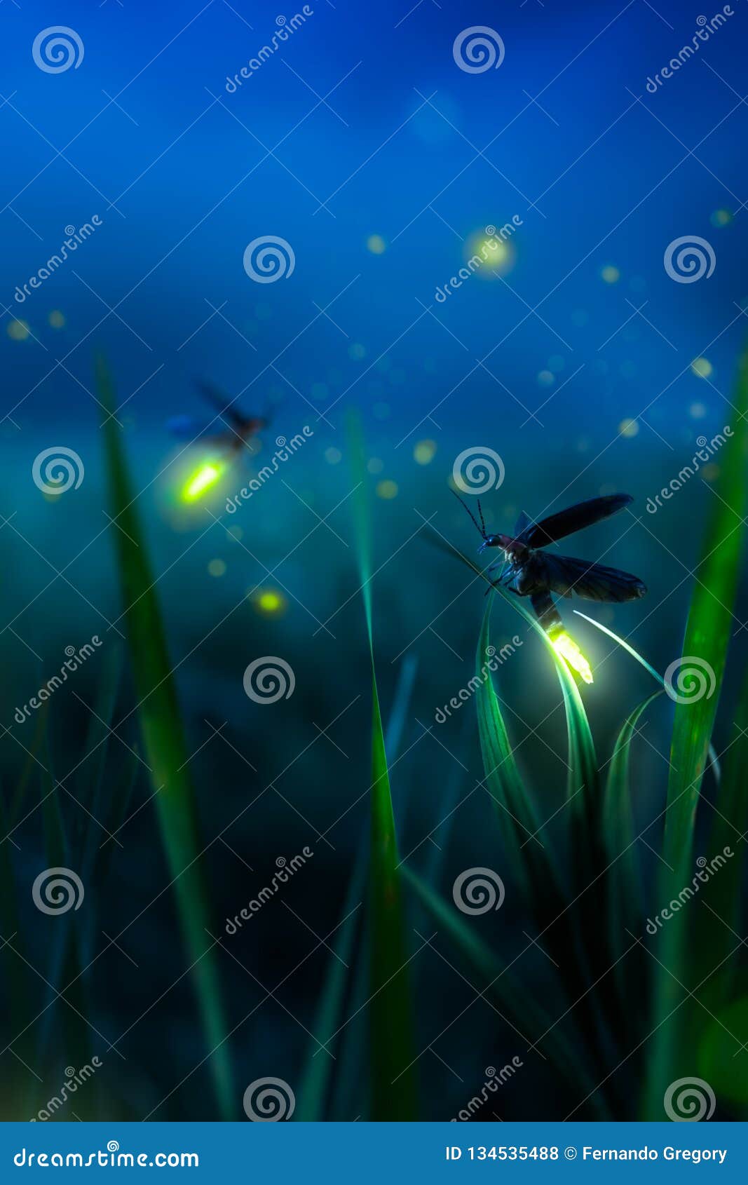 Firegly on a Grass Field at Night Stock Photo - Image of light, glowing ...