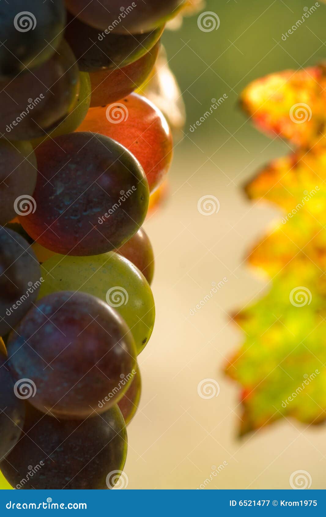 Glowing grapes stock image. Image of viticulture, grow - 6521477