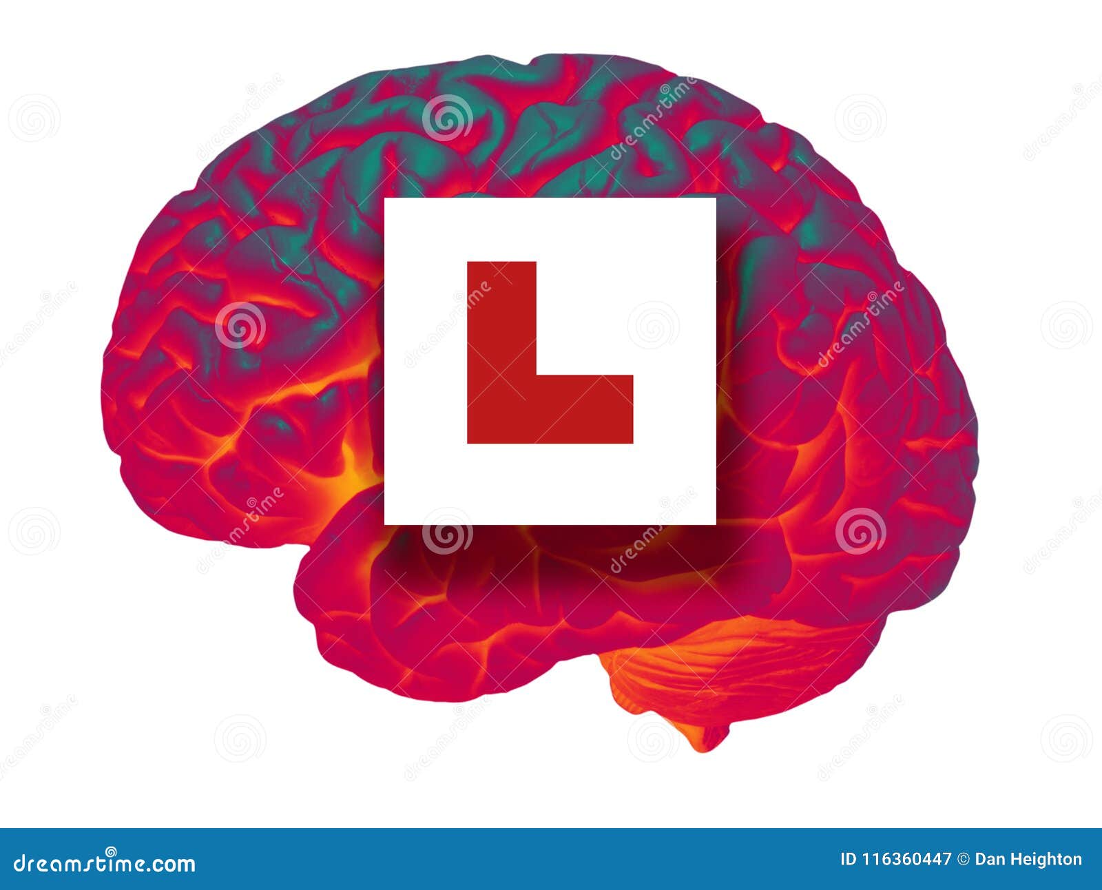 GLOWING HUMAN BRAIN with RED LEARNER L PLATE Stock Illustration ...