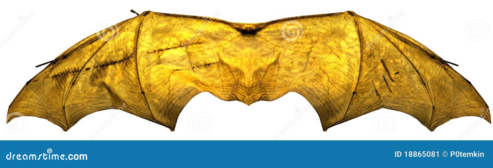 Glowing Isolated BatWings stock image. Image of dark - 18865081