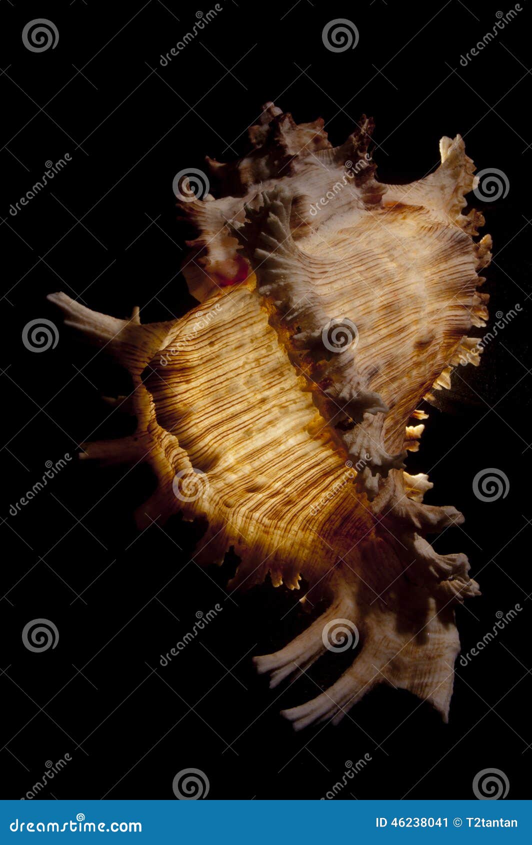 Glowing Mollusk Shell stock image. Image of mollusk, shell - 46238041