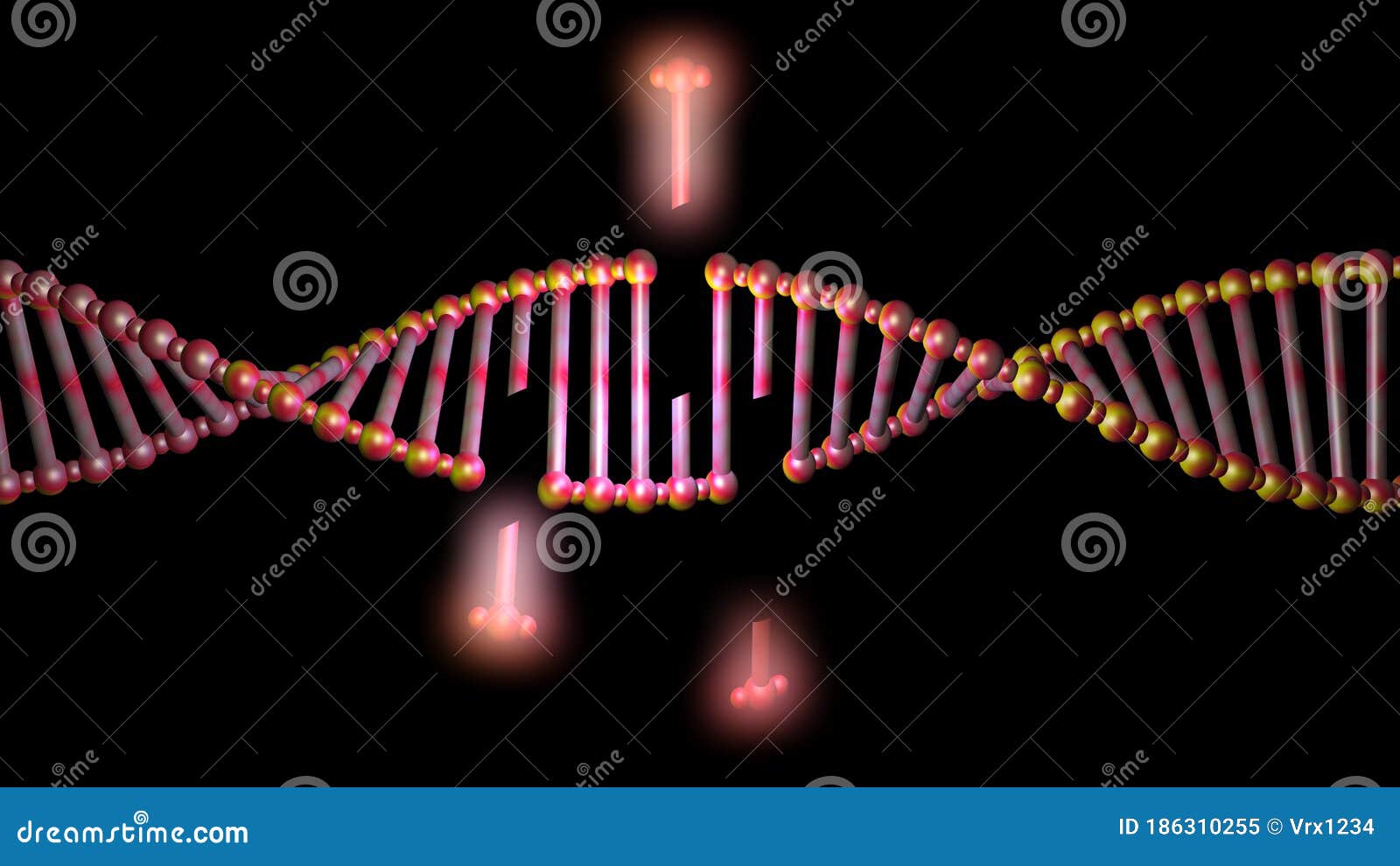 Dna Structure Diagram 3d