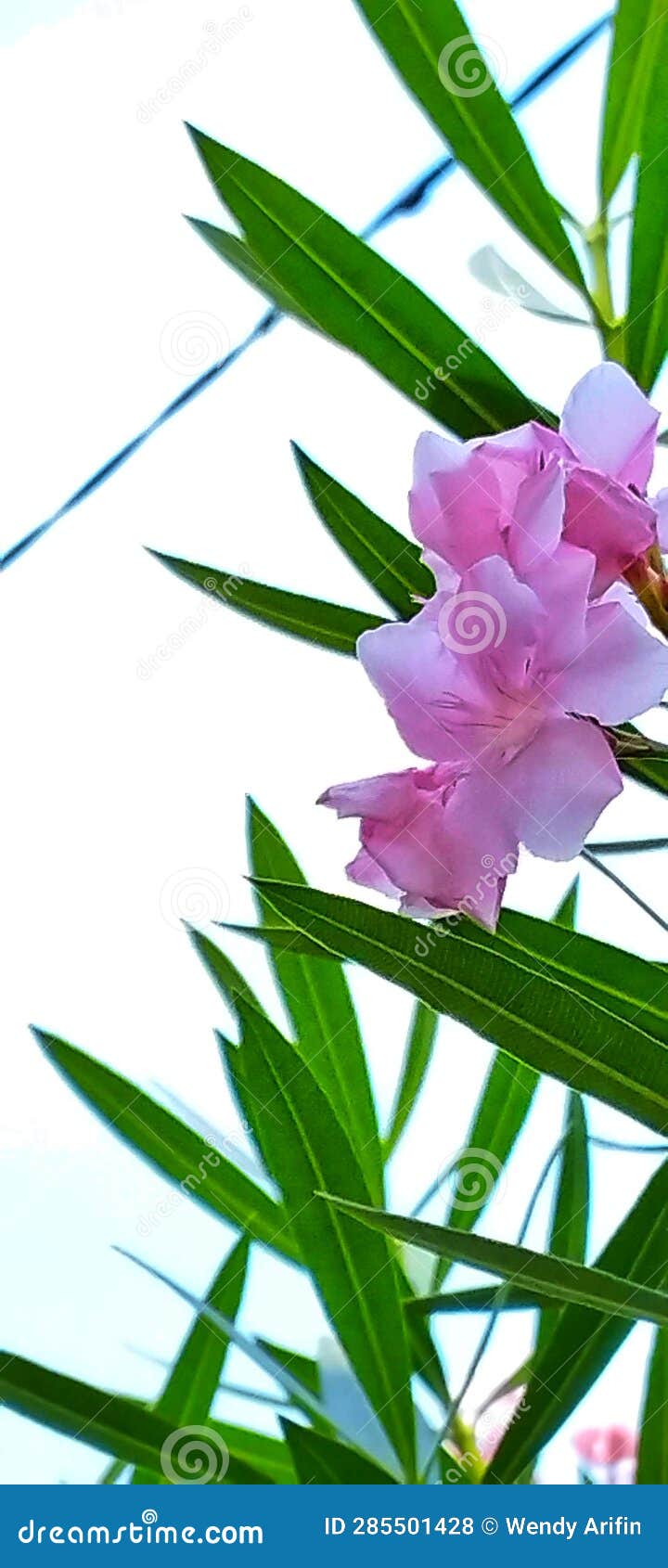Glowing pink flowers stock photo. Image of pink, plants - 285501428