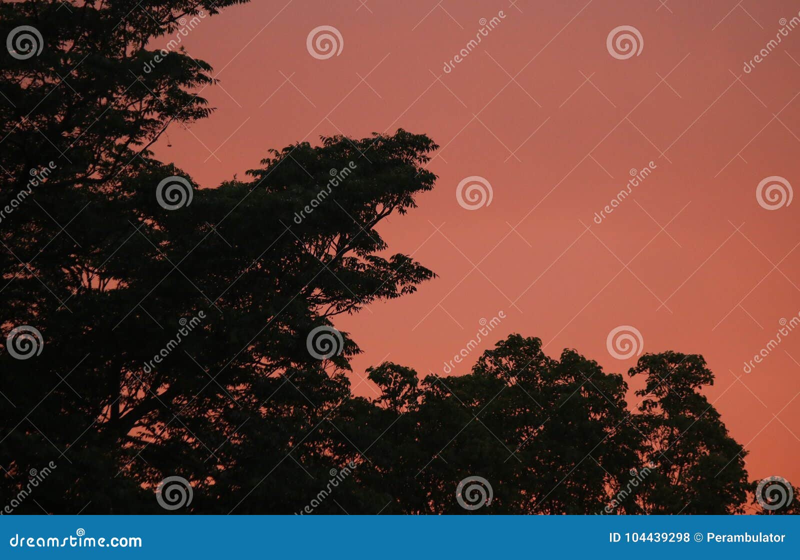 GLOWING PINK SUNSET SKY BEHIND TREE Stock Photo - Image of warm, nature ...