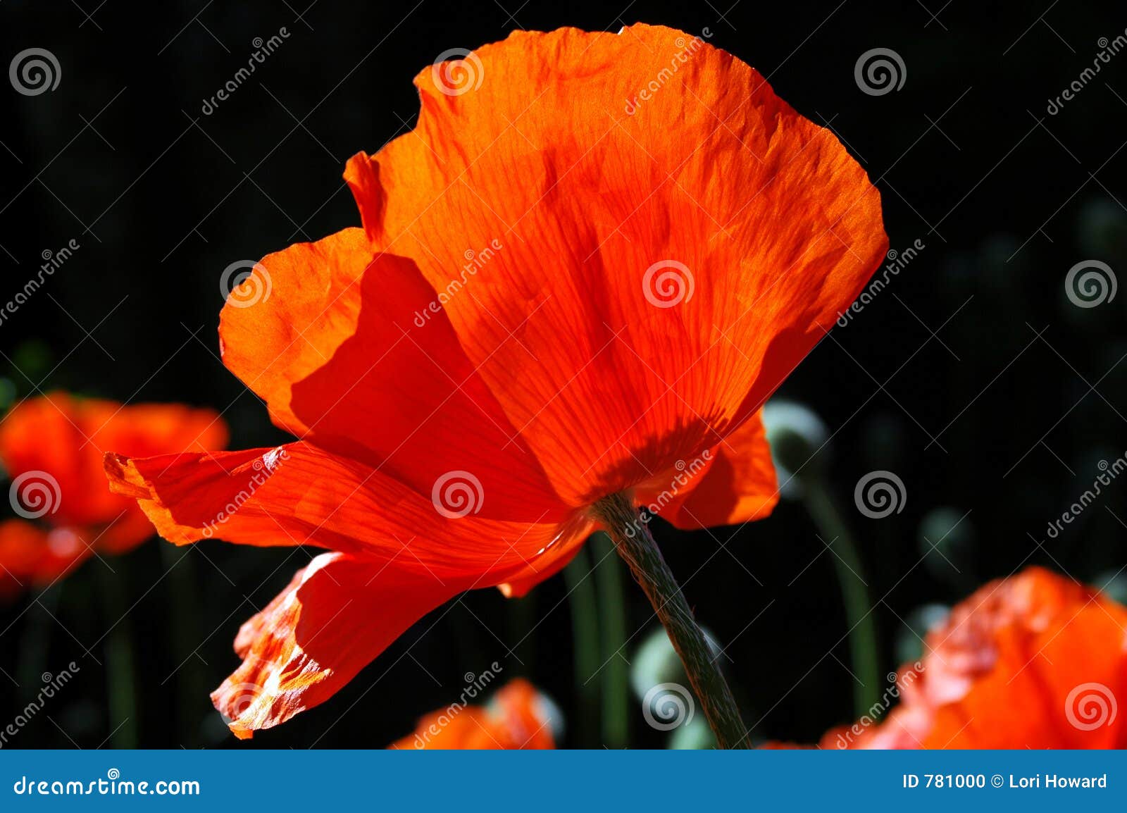 Glowing Poppy stock photo. Image of spring, bloom, botanical - 781000