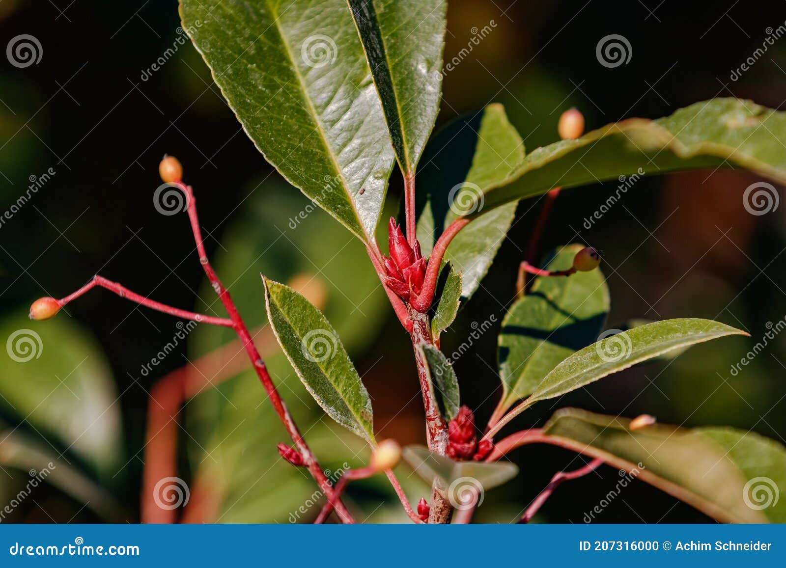 A Glowing Red Bud of a Young Loquat in the Sunlight Stock Photo - Image ...