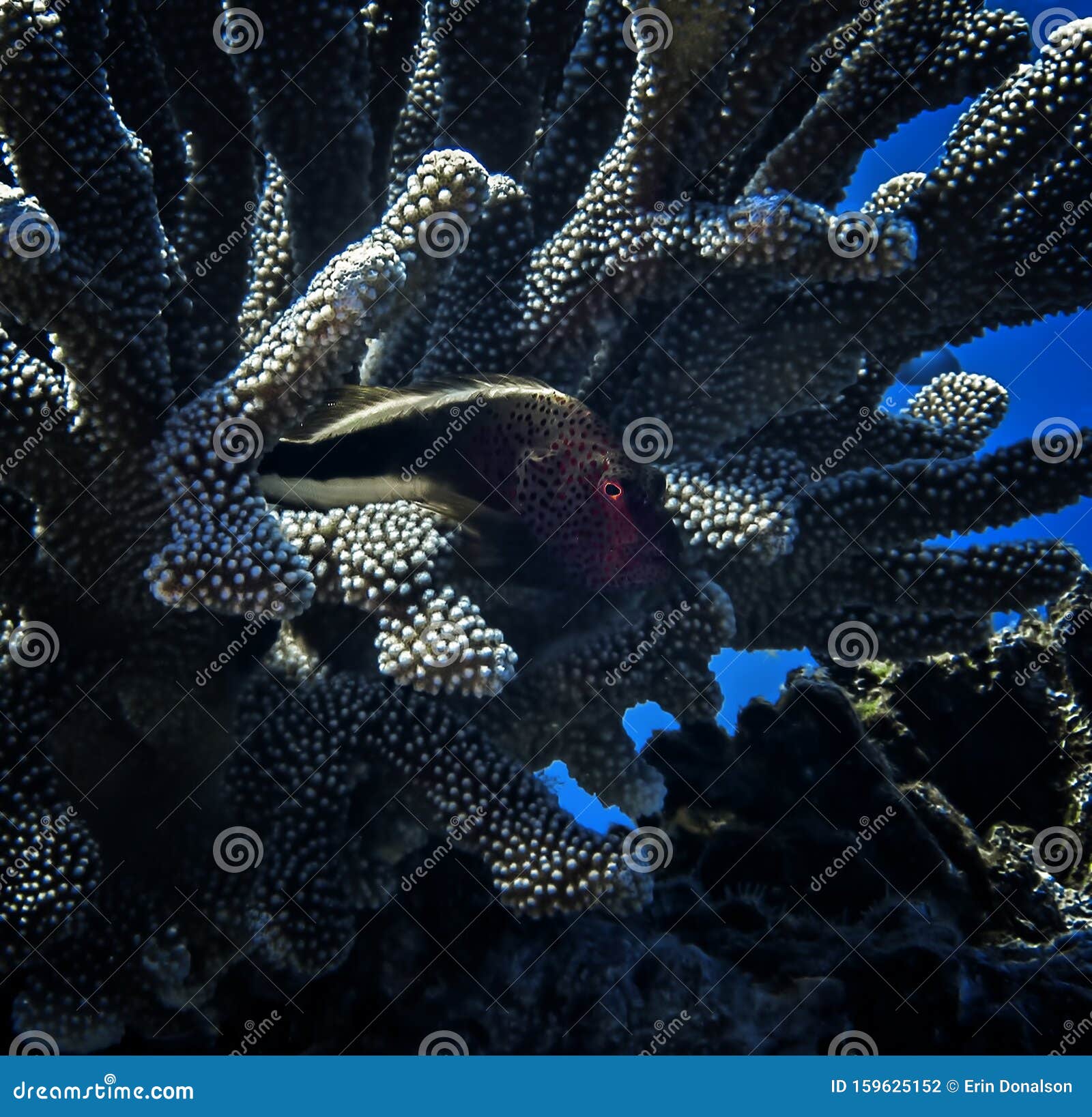 Glowing Red Eye of Hawkfish in Coral Underwater Stock Photo - Image of ...