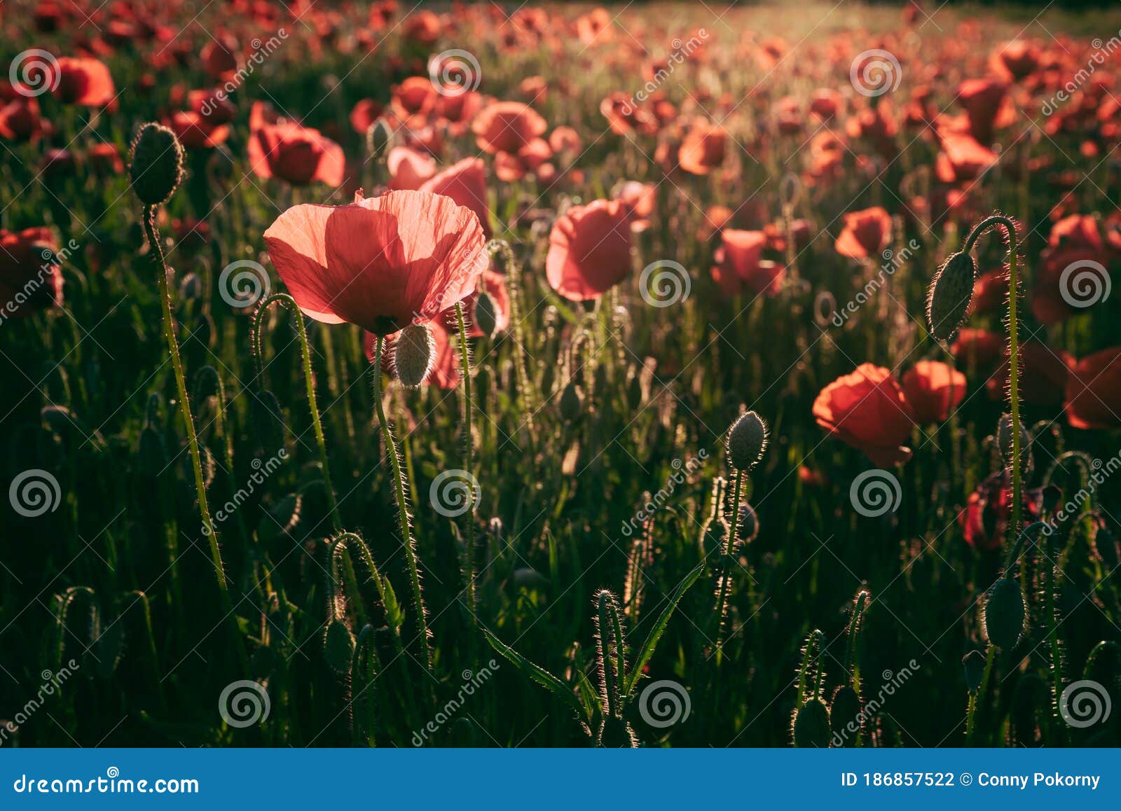 Glowing Red Poppy in Evening Light Stock Photo - Image of natural ...